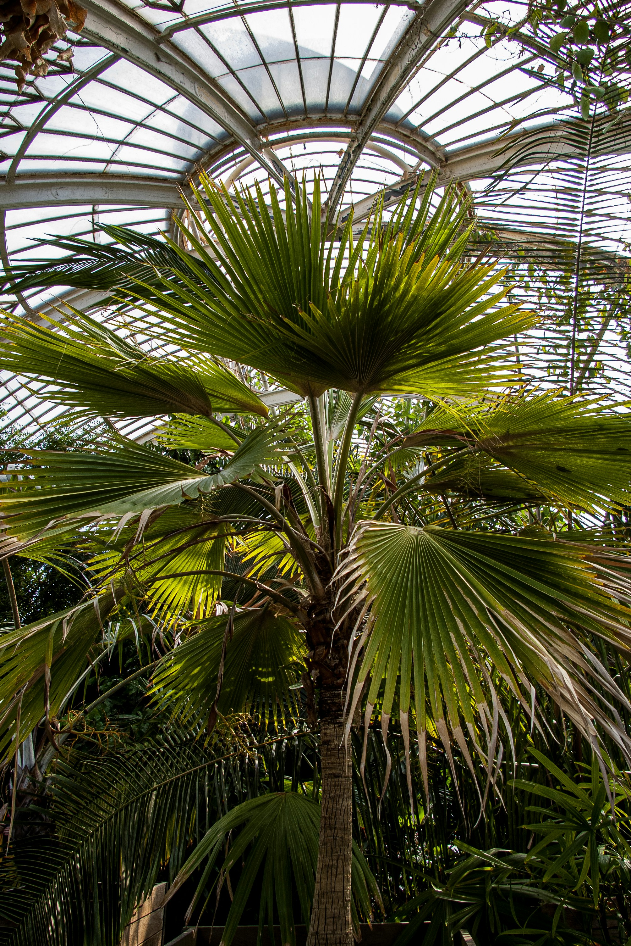 Sunlit Palms in a Glasshouse Vignette