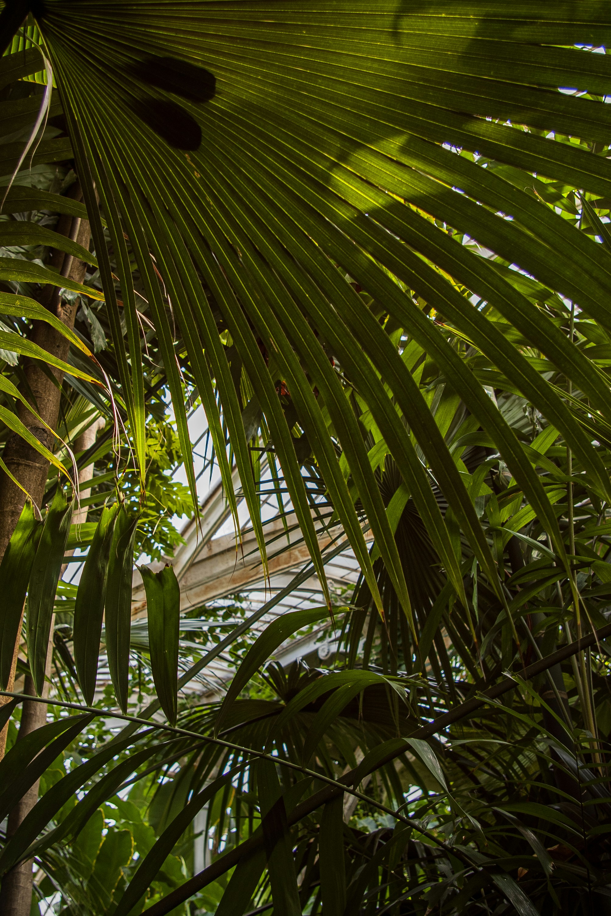 Sunlit Palm Veil in a Greenhouse Glade