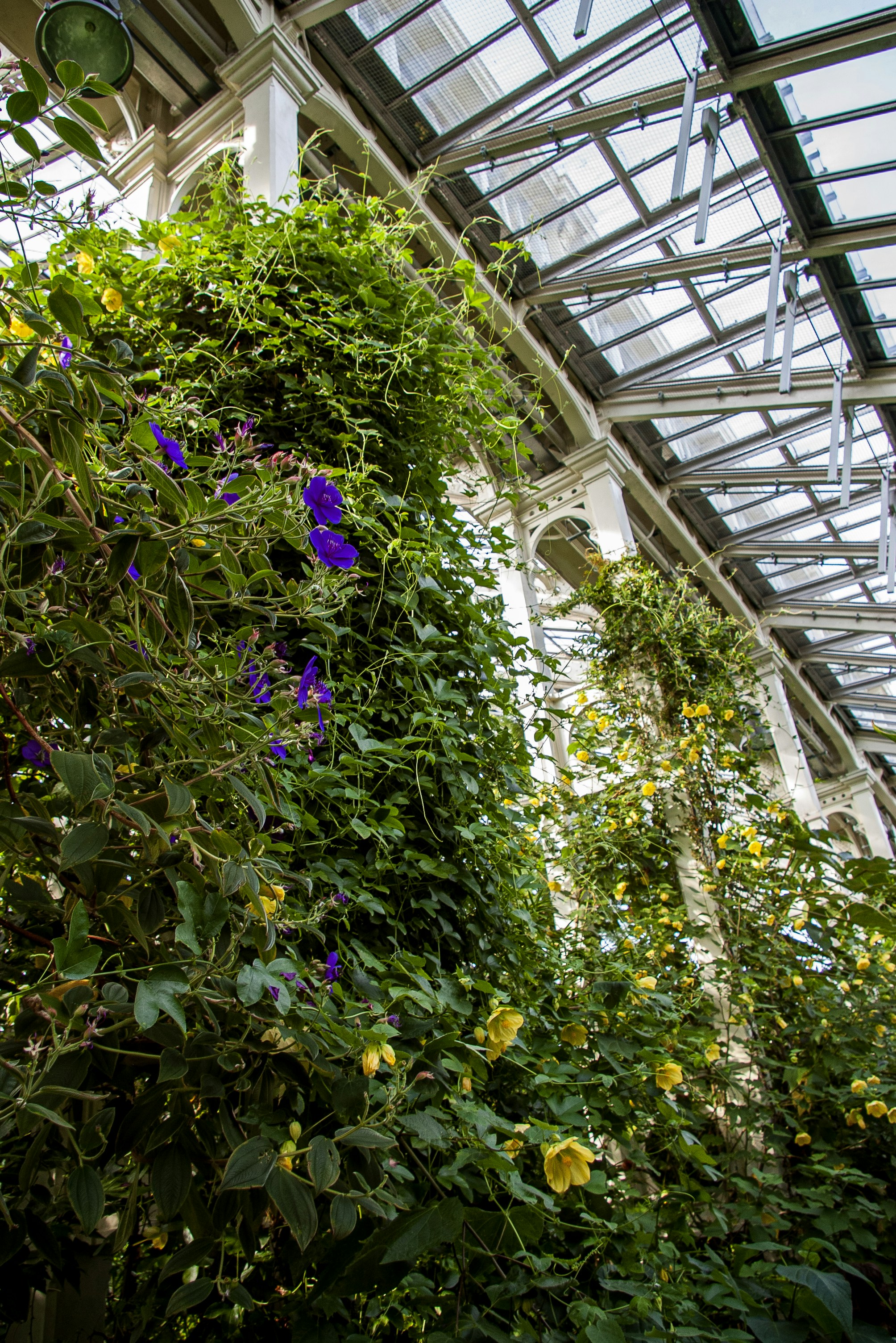 Dense vines with yellow and purple blossoms climb a glass-walled conservatory, framed by decorative white arches and steel supports.