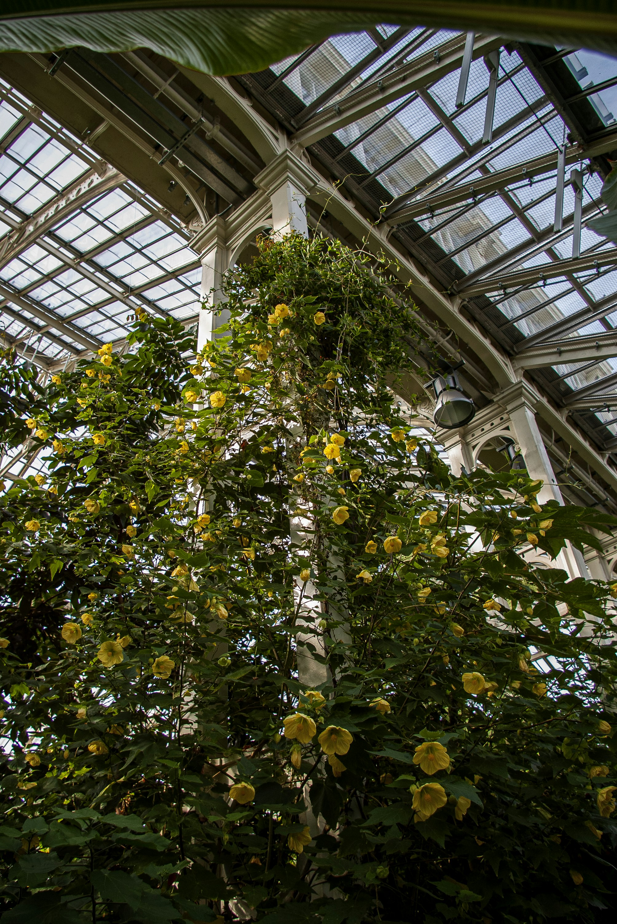 Vibrant Yellow Cascade in a Glasshouse Cathedral
