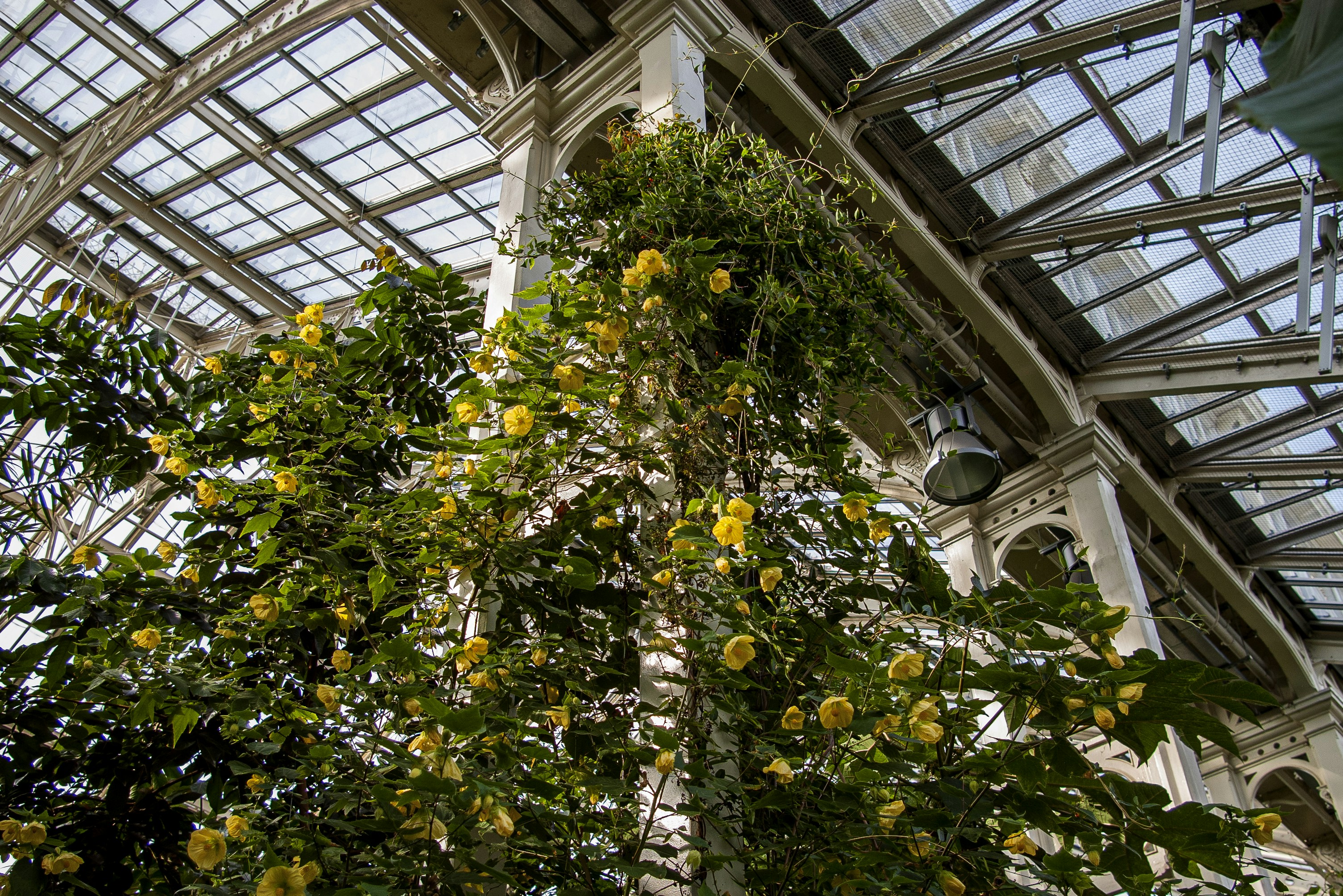 Bright lemon tree fills a glass-roofed conservatory with sunlight filtering through metal arches; lush foliage and vibrant yellow fruit create a botanical scene.