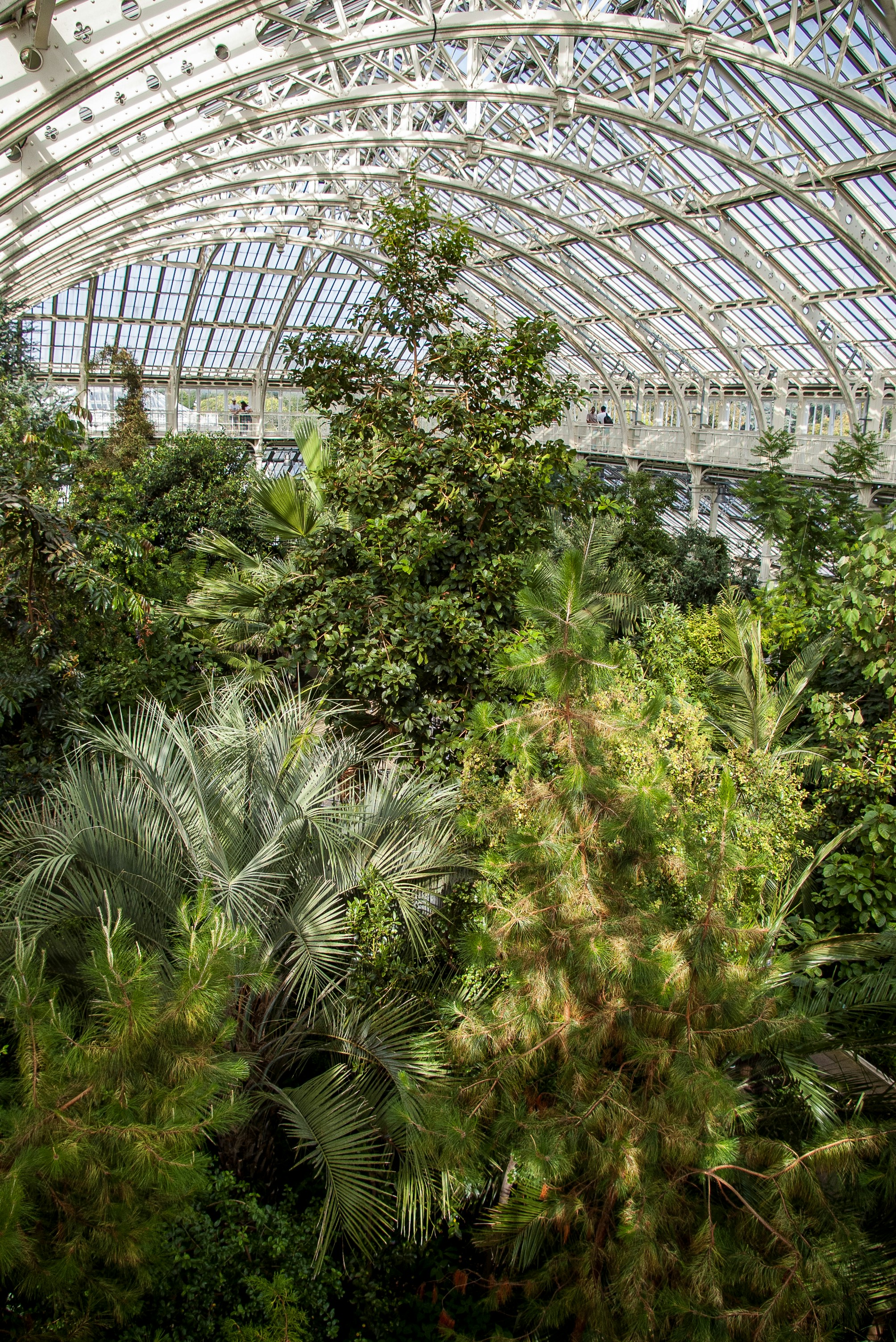 Lush tropical greenery fills a glass-domed conservatory, with steel arches overhead and dense foliage stretching toward the skylights.