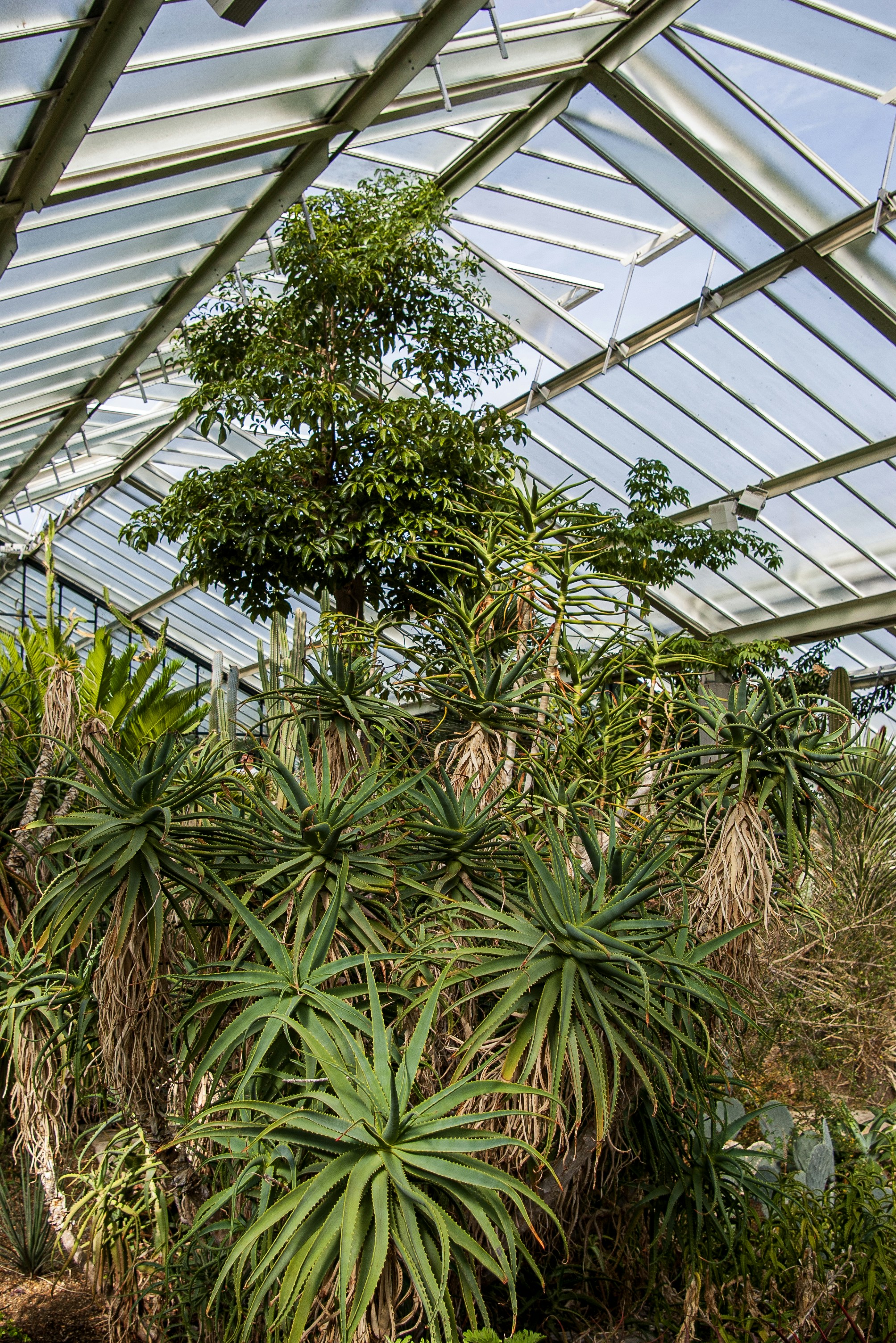 Verdant Conservatory Dominance: A Sea of Succulents Under Glass