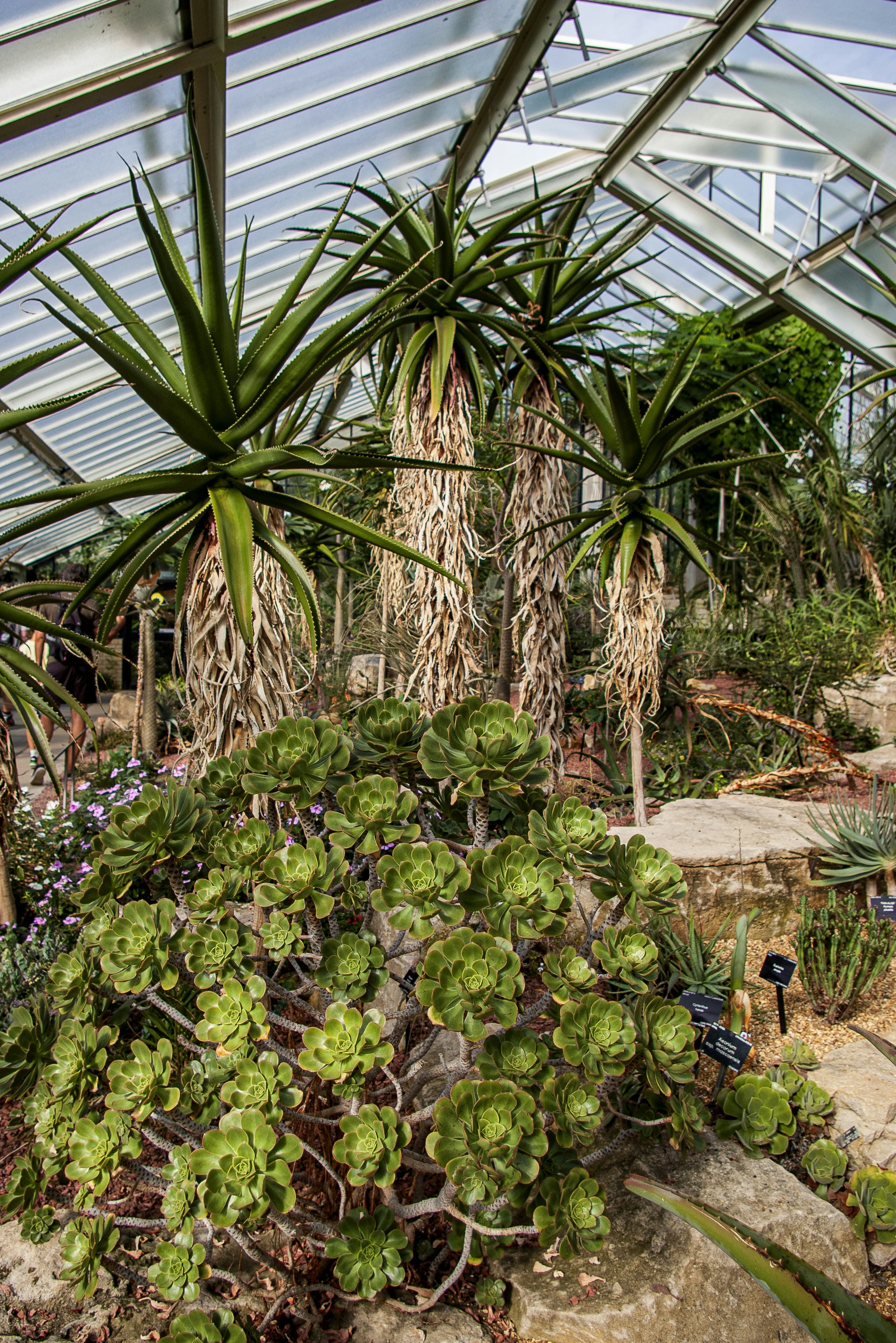 Desert Lanterns in a Glasshouse: succulent rosettes at the base of towering yuccas