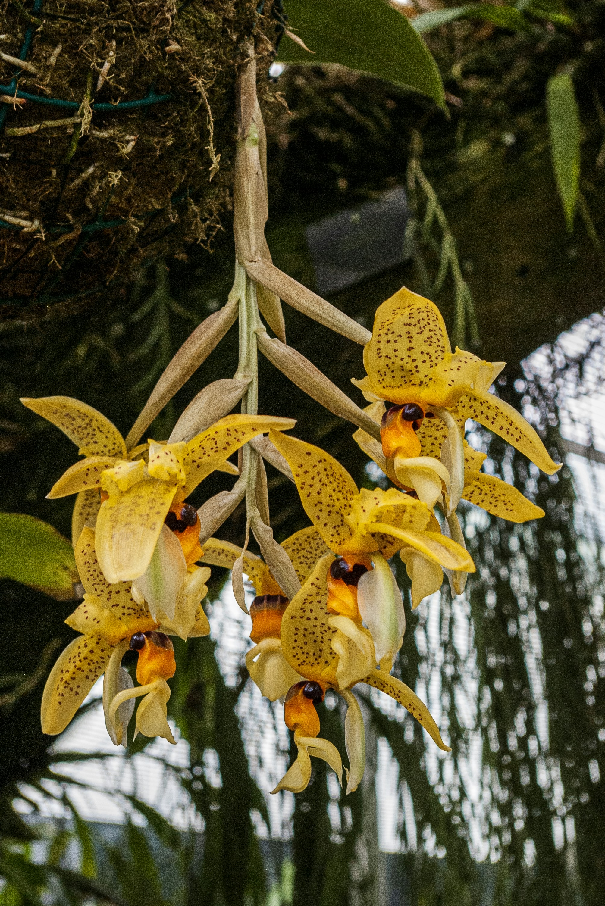 Vibrant yellow-spotted orchids hang from a woody stem amid tropical foliage, showcased against a blurred background.