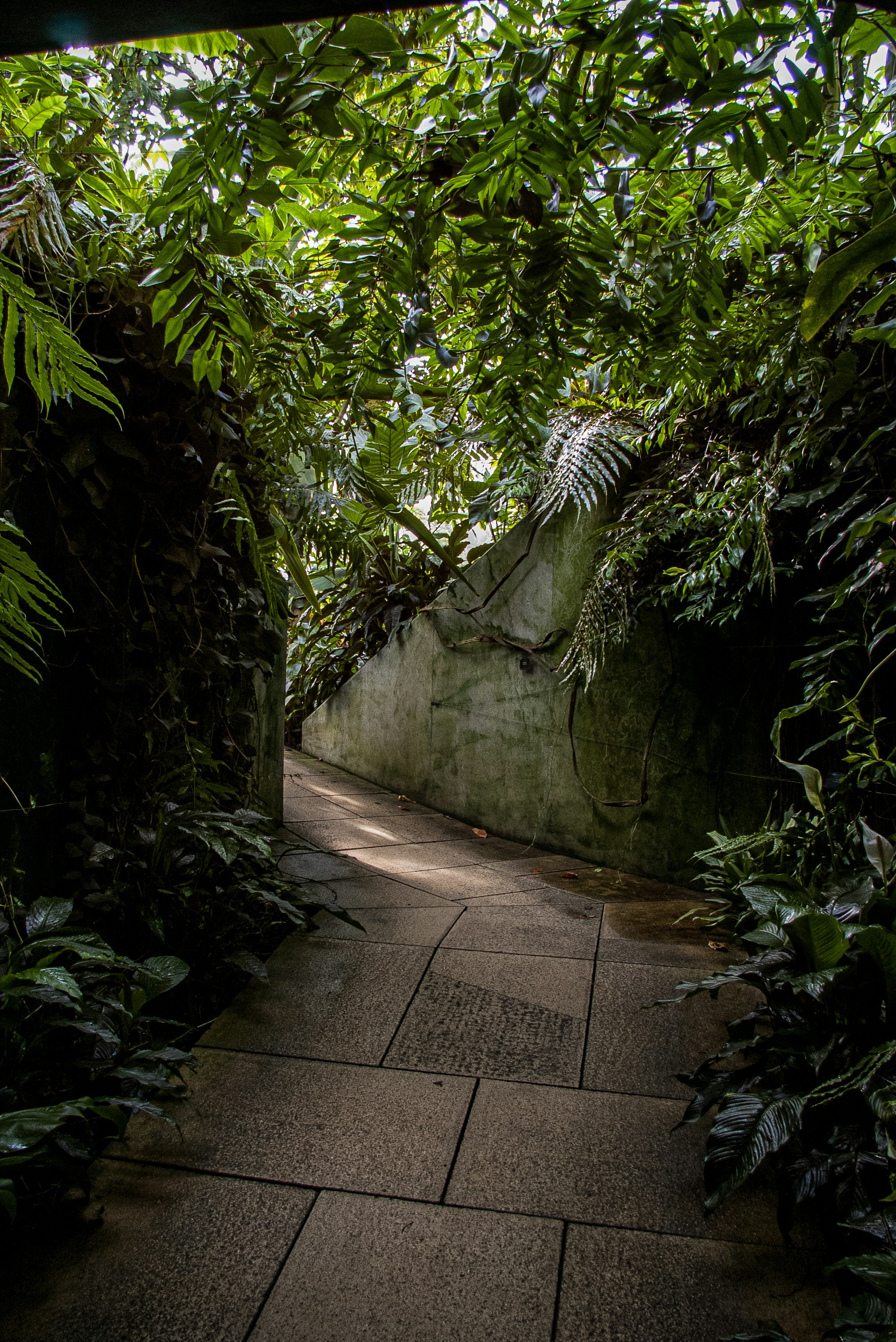 Secret Garden Path: A Quiet Corridor of Green Light