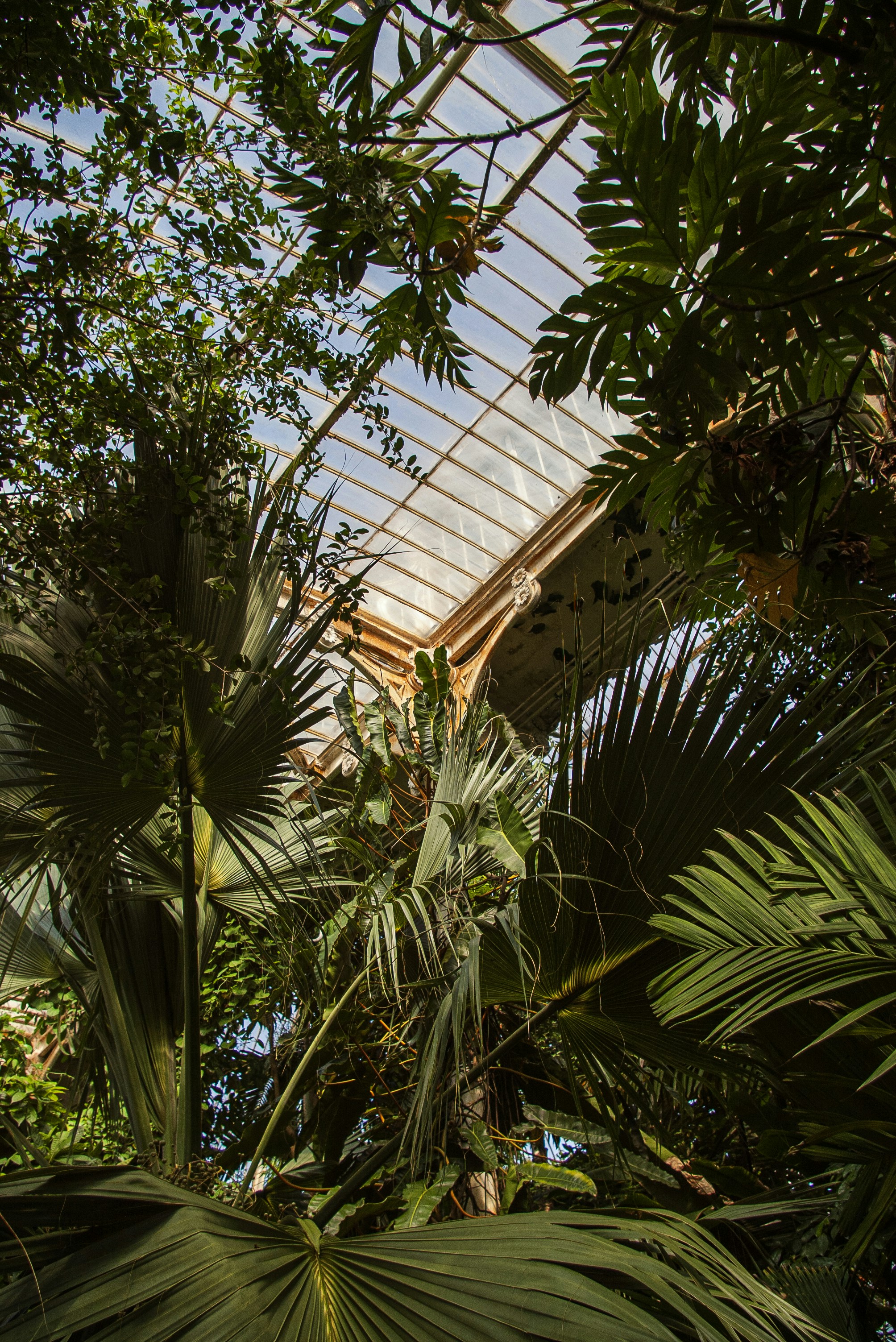 Dense tropical foliage fills a glass-roof conservatory, with sunlight streaming through the panes and casting dappled light on broad palm fronds.