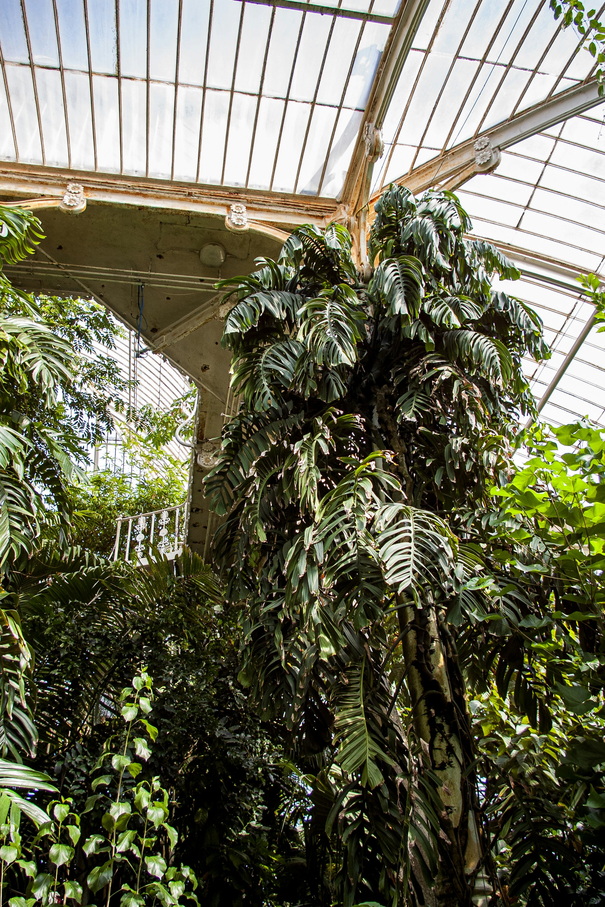 Overgrown Conservatory: Jungle amid Glass and Light