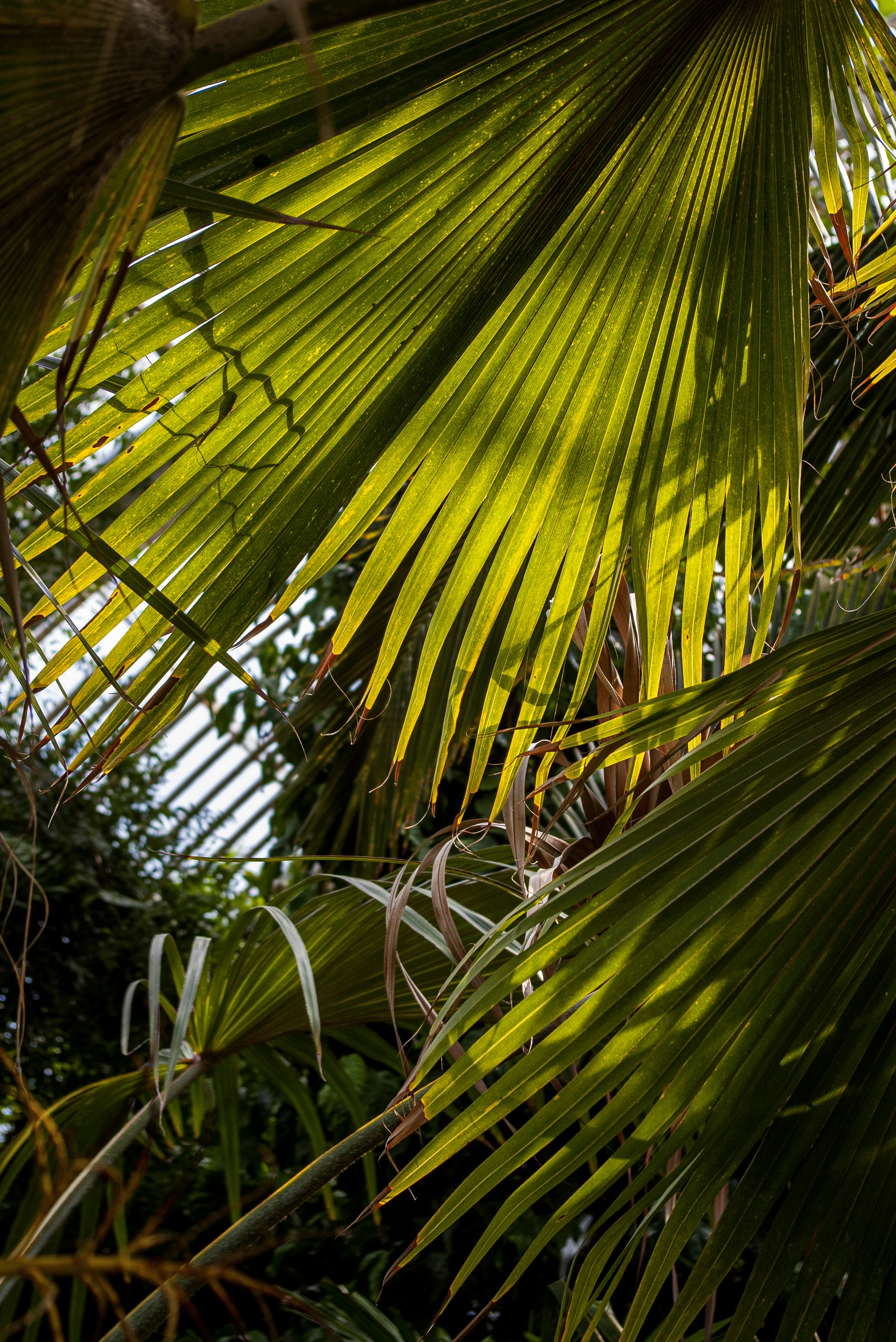 Sunlit palm fronds create a dramatic tapestry of green and gold, filling the frame with overlapping tendrils and dappled light.