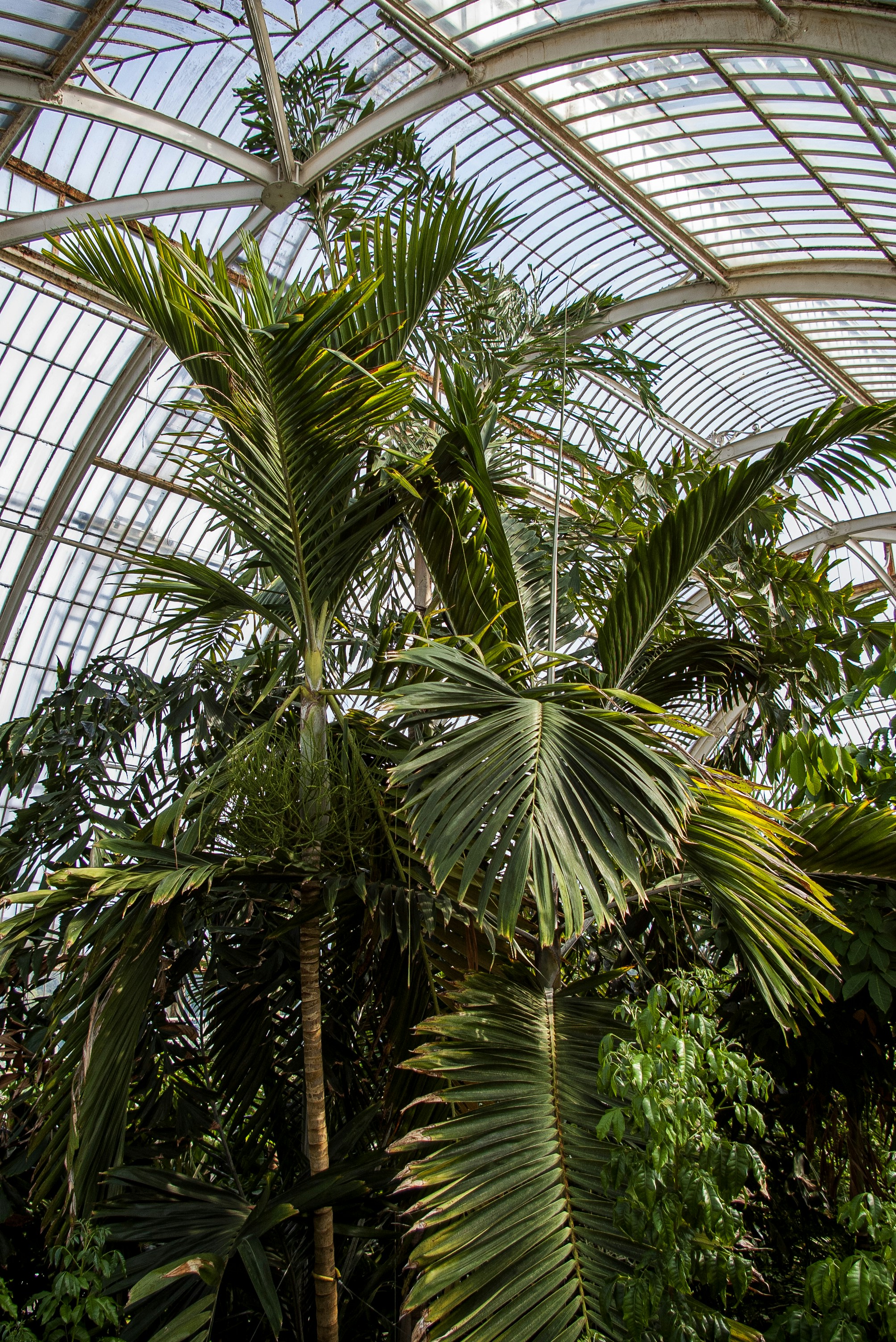 Dense tropical palms rise beneath a curved glass roof, creating a lush greenhouse scene that emphasizes architectural light and plant texture.