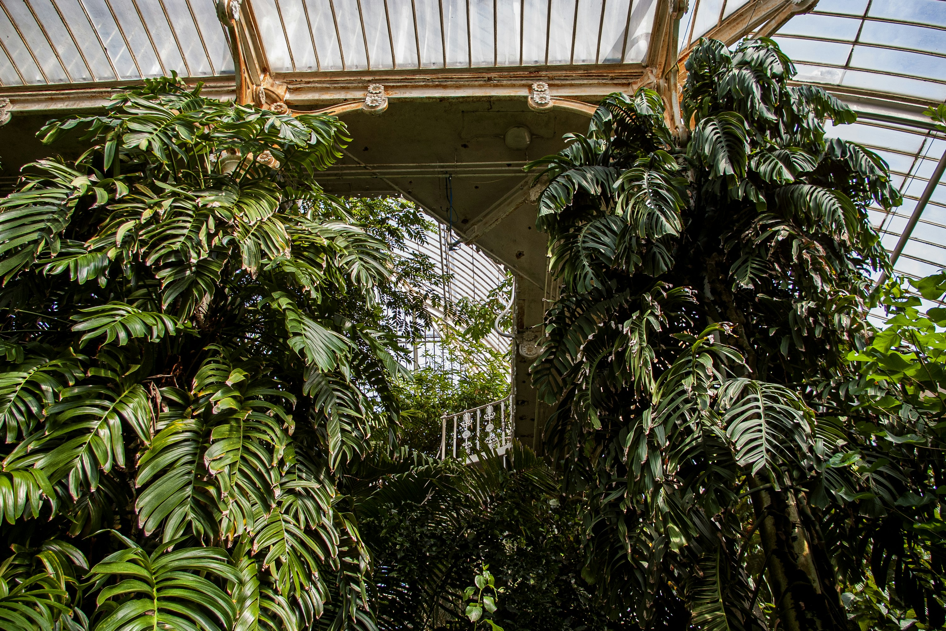 Verdant Conservatory Corridor Framed by Lush Leaves