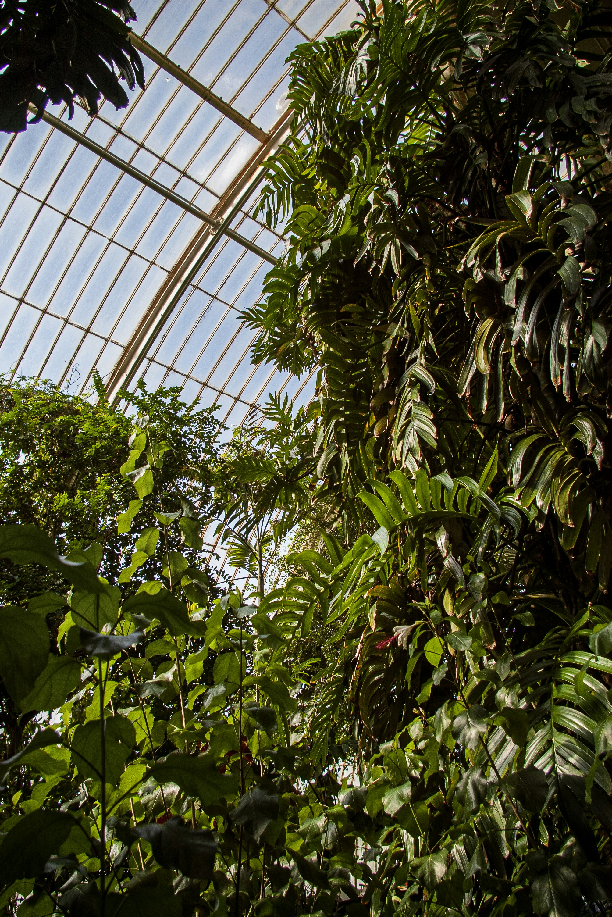 Verdant Cathedral: A Sunlit Glasshouse of Foliage