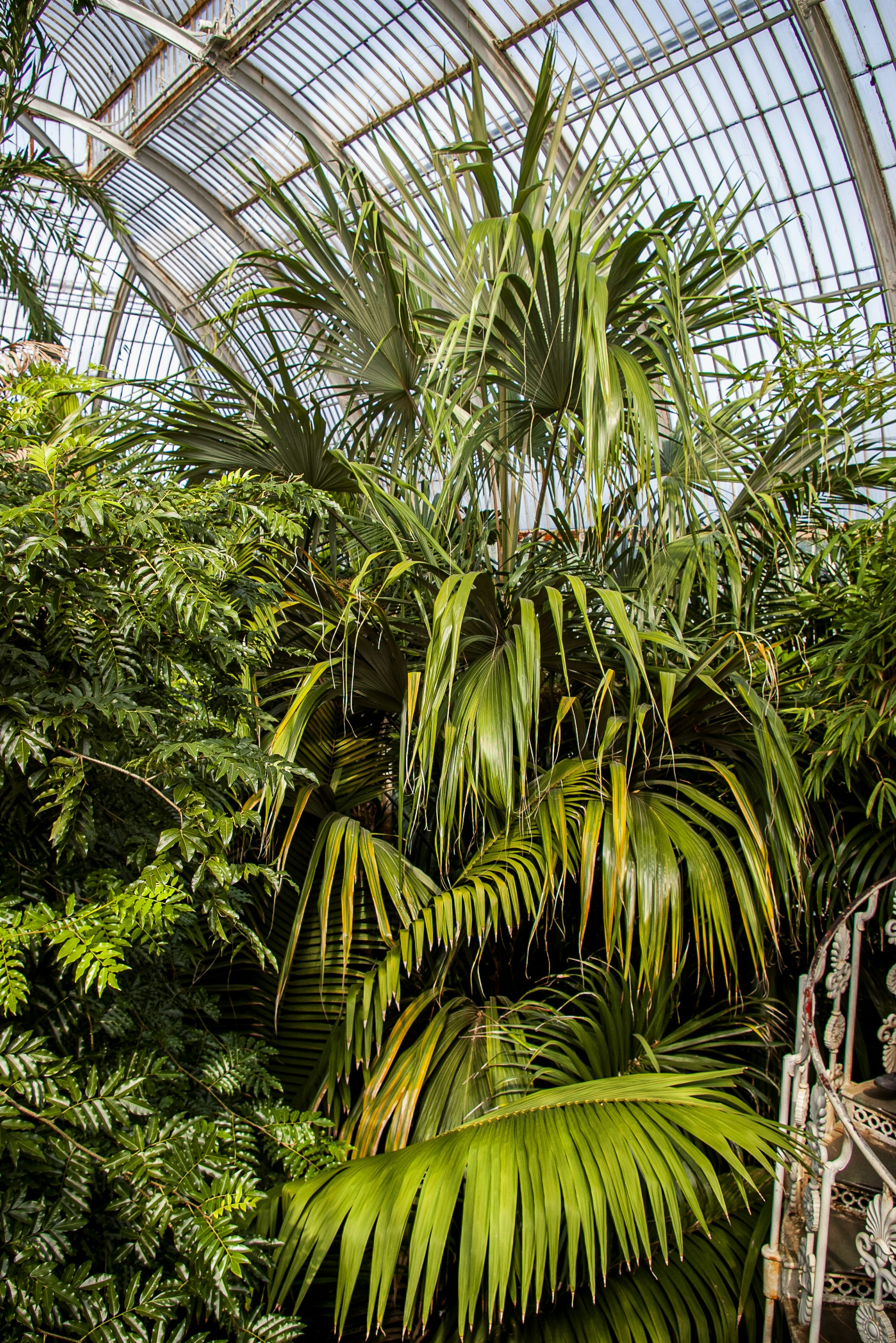 Verdant Cathedral: A Jungle Scene Beneath a Glass Dome