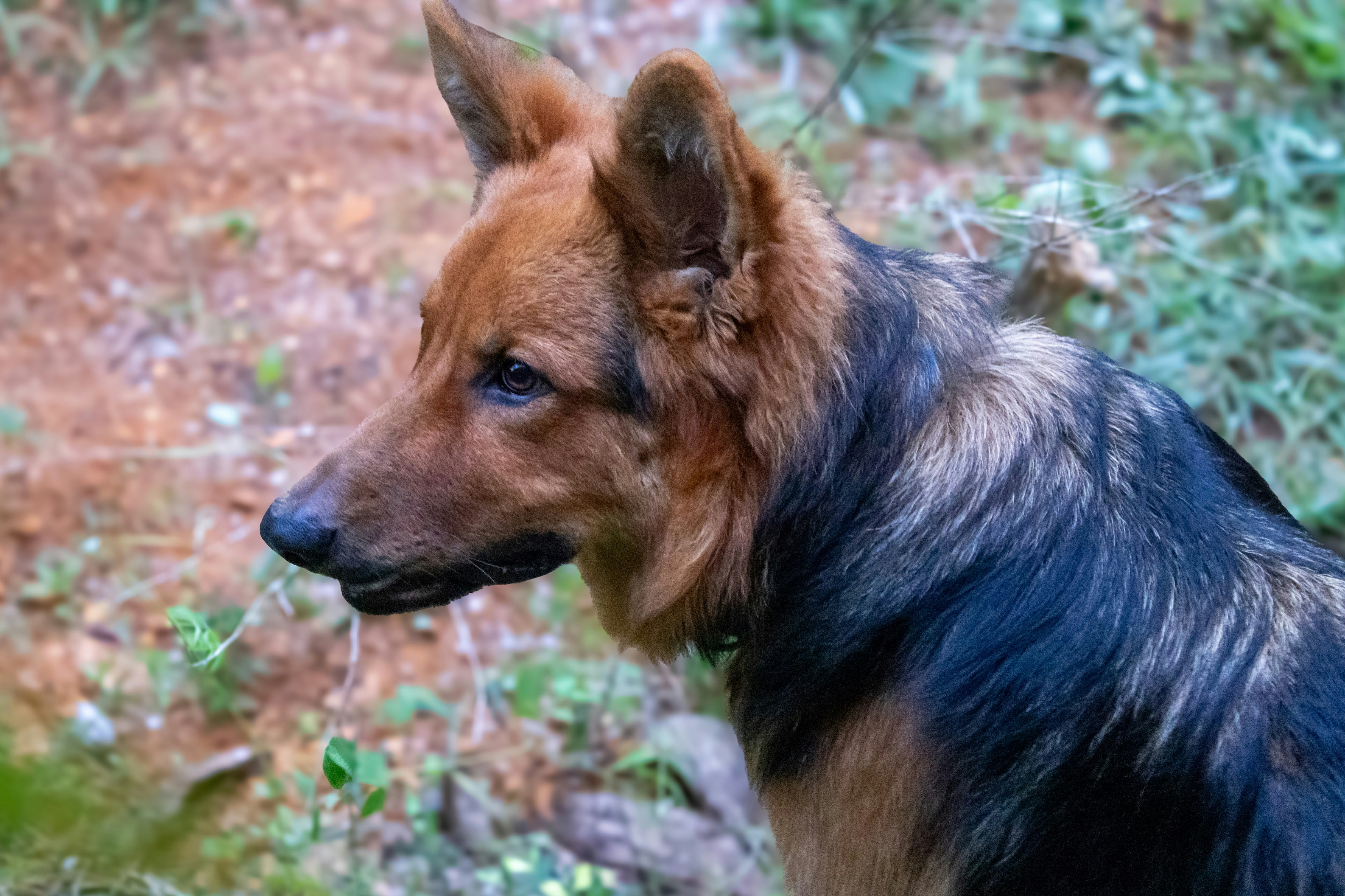 Focused Gaze: The German Shepherd in Quiet Woodland