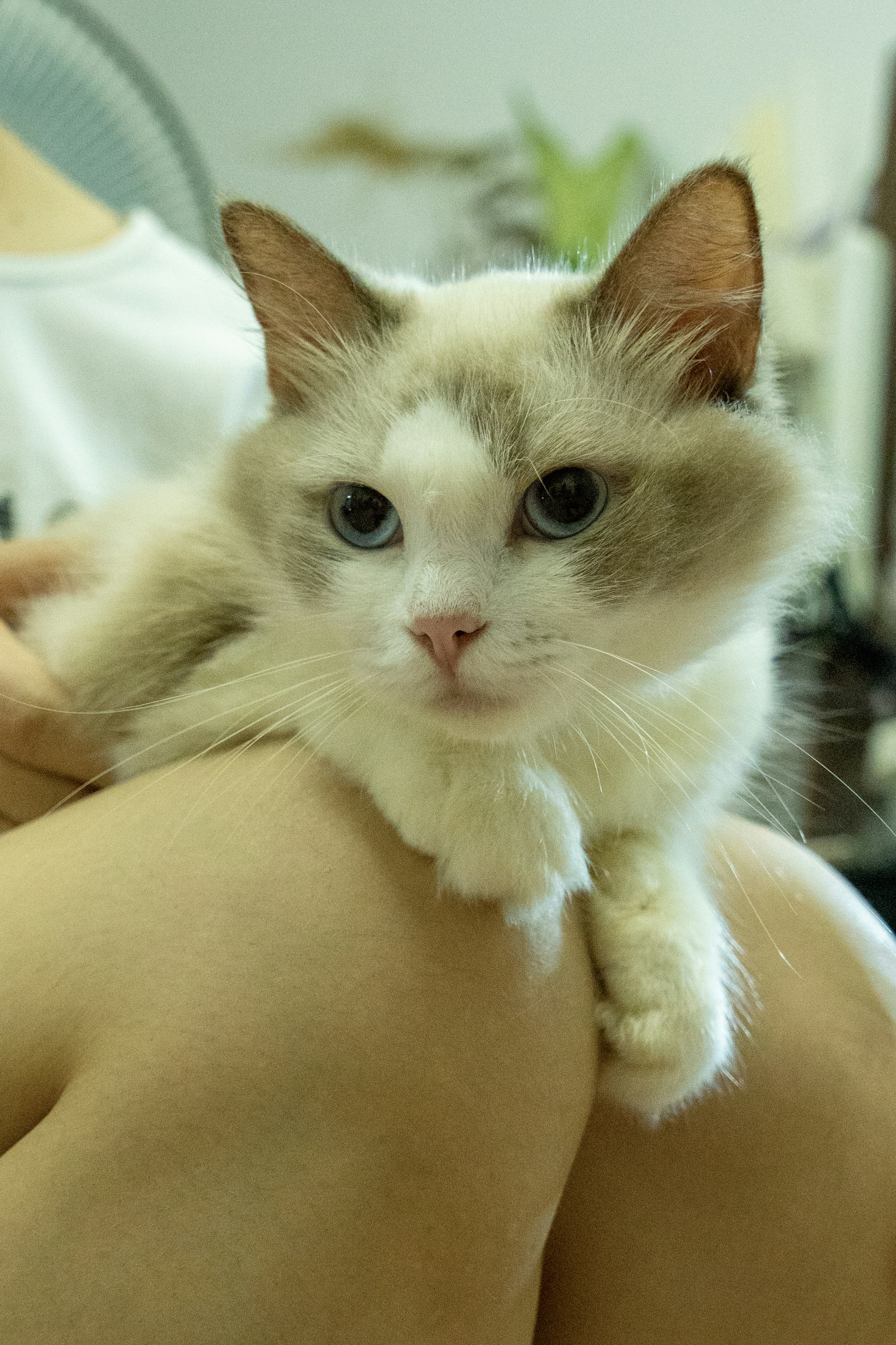 A Gentle Purr: Portrait of a Curious Kitten in Gentle Hands