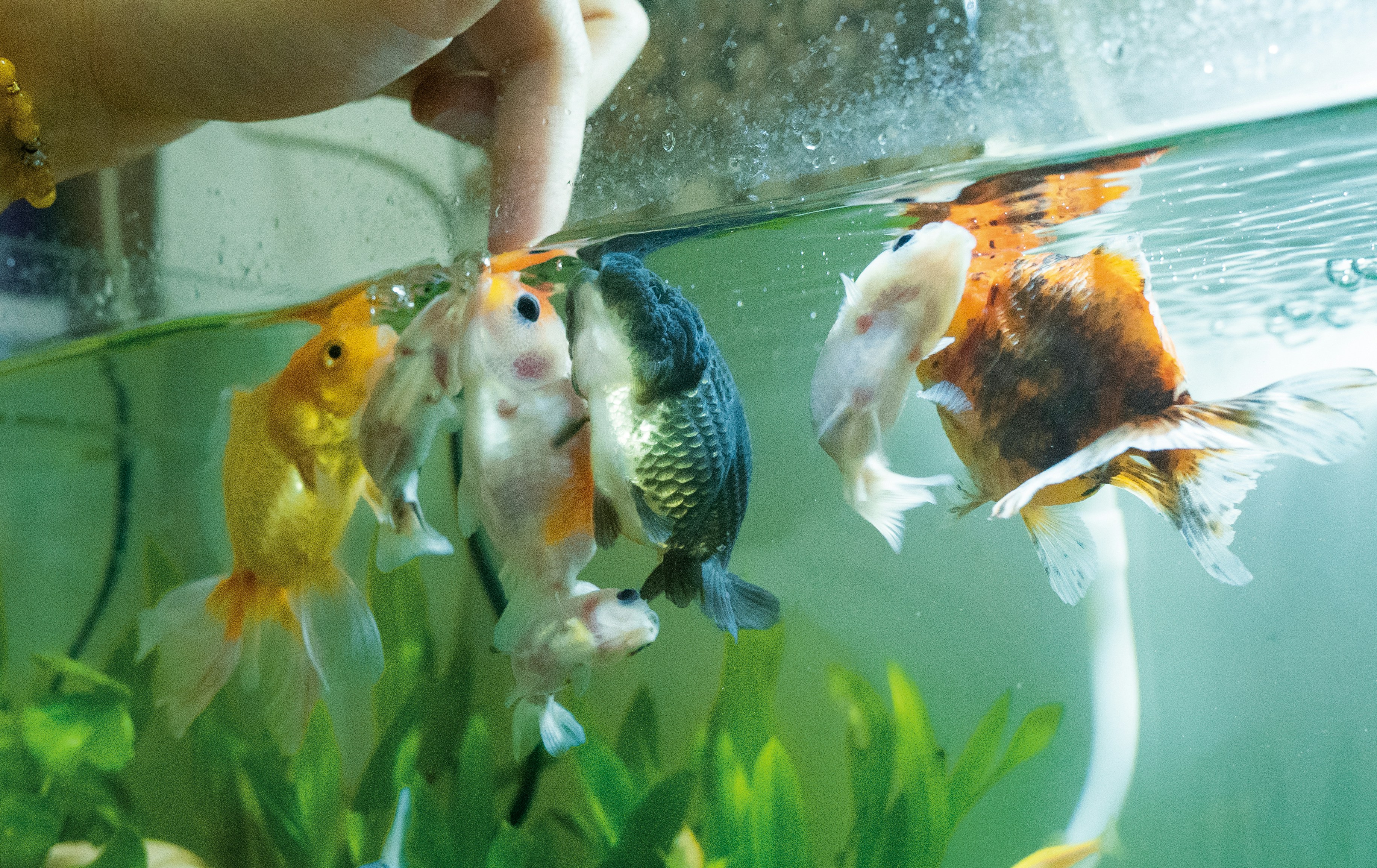 Frantic Goldfish Parade Beneath the Glass