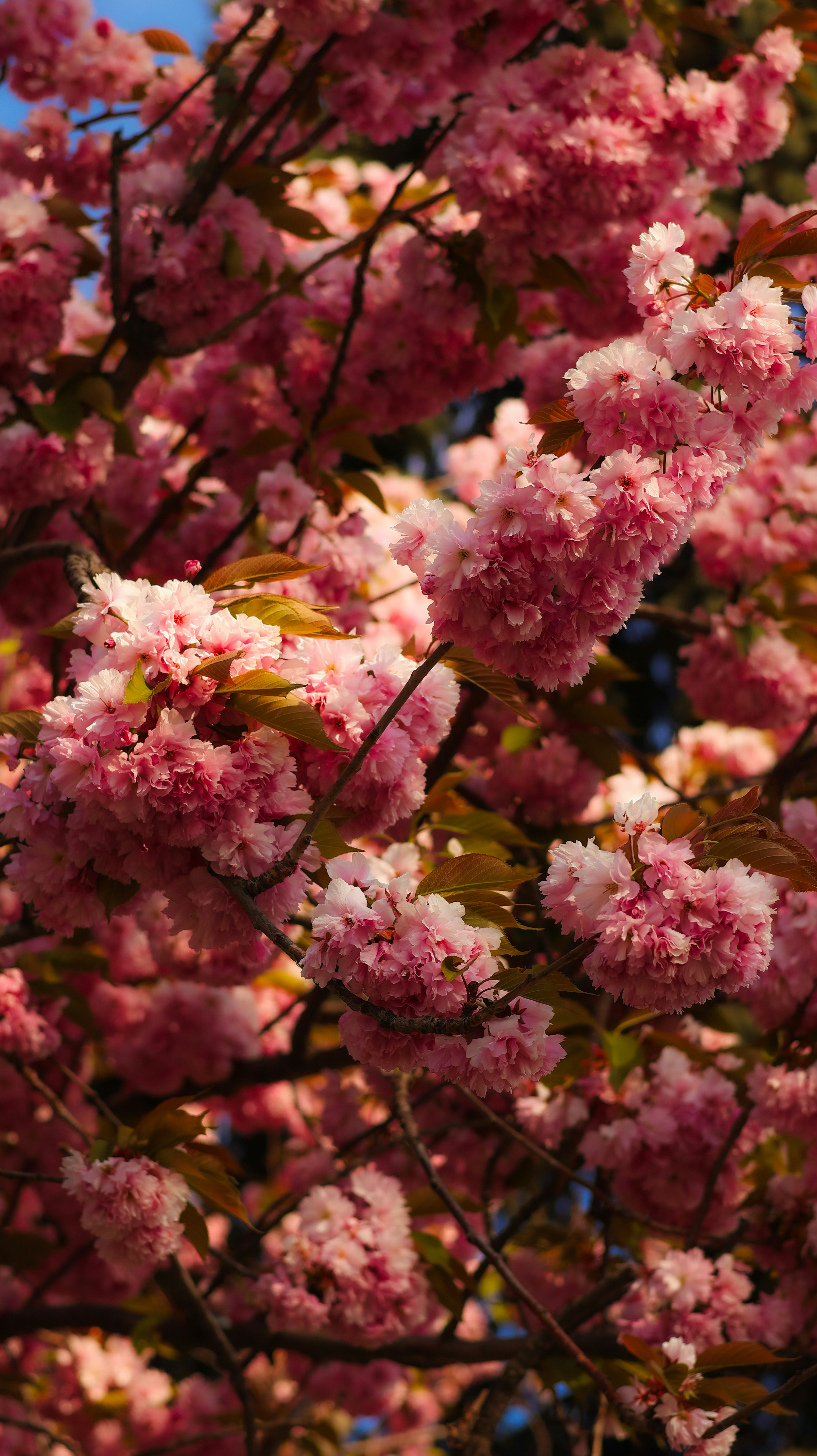 Petals in Focus: A Burst of Pink on Spring Branches