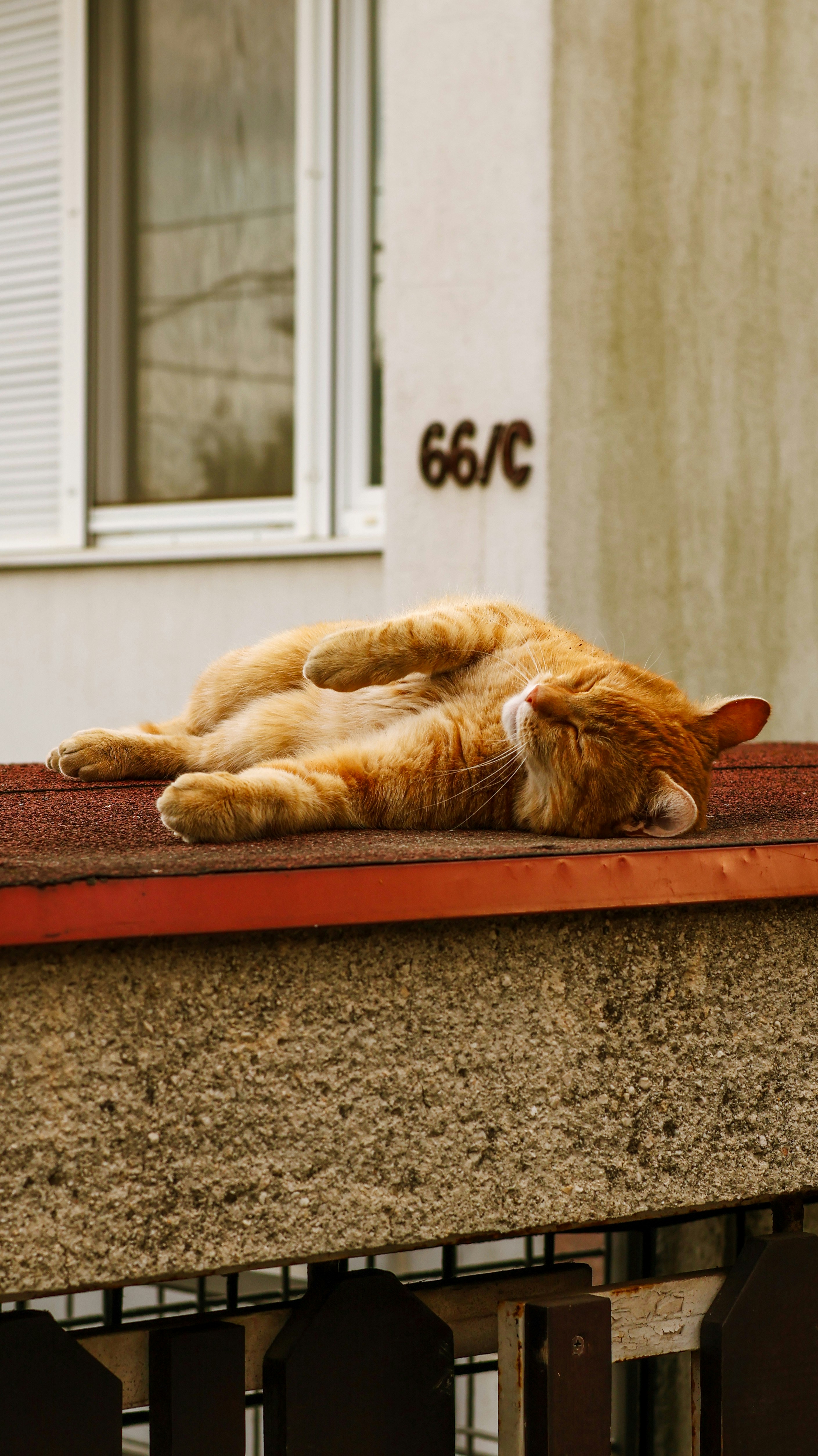 Sunlit Slumber on a Warm Balcony