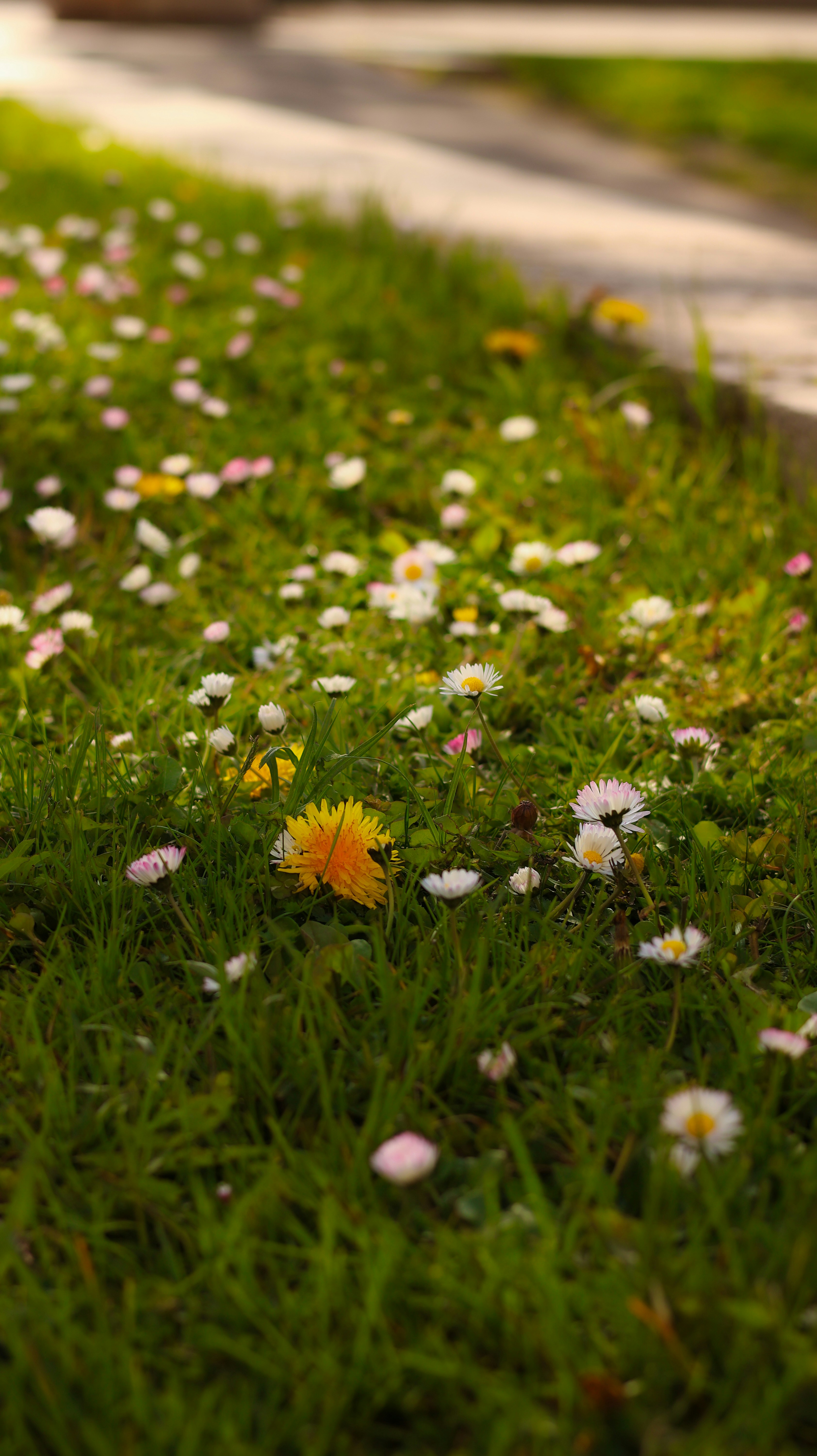 Daisy Meadow along a sunlit sidewalk