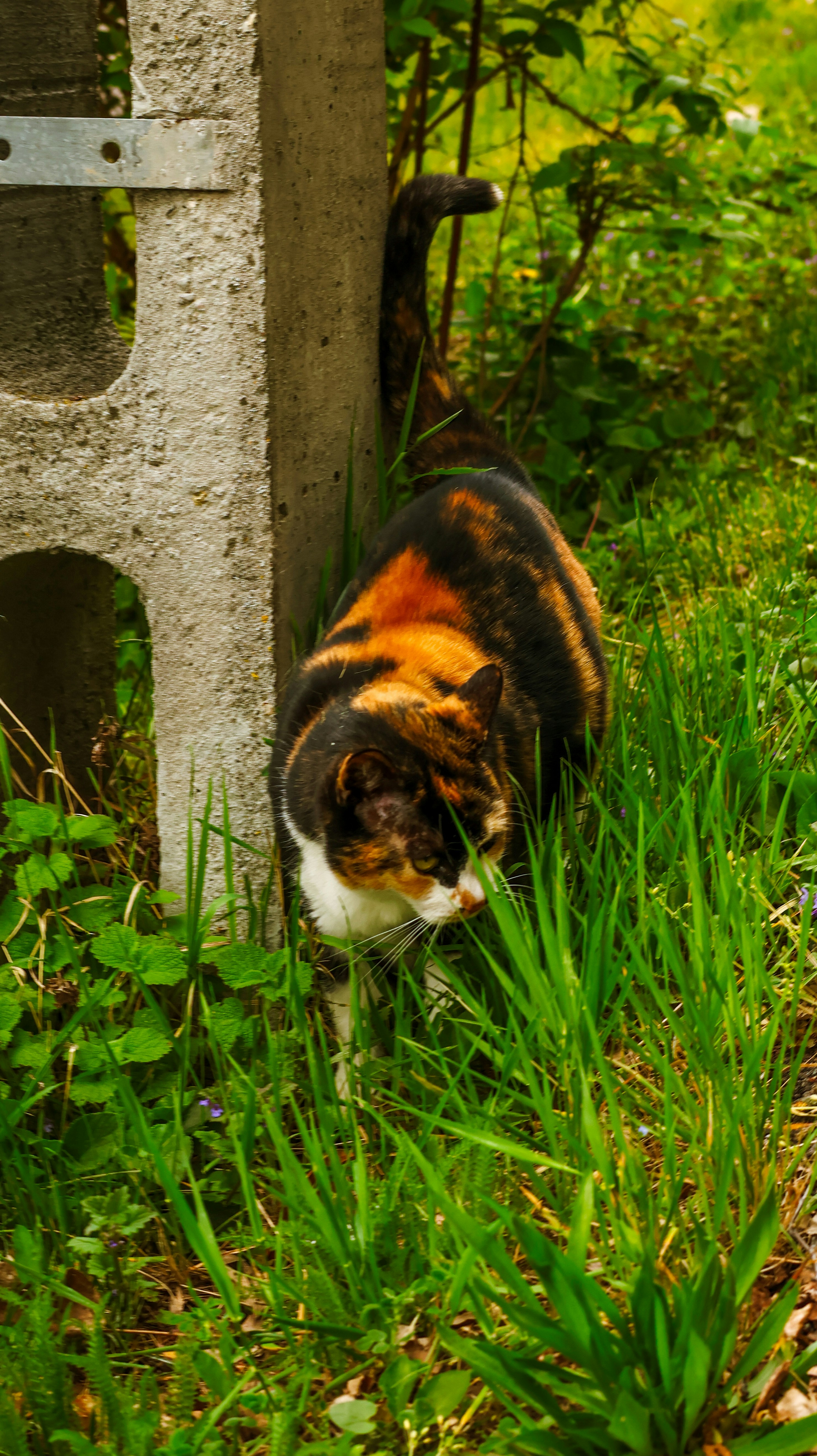 Calico Cat Slips Between Concrete and Grass