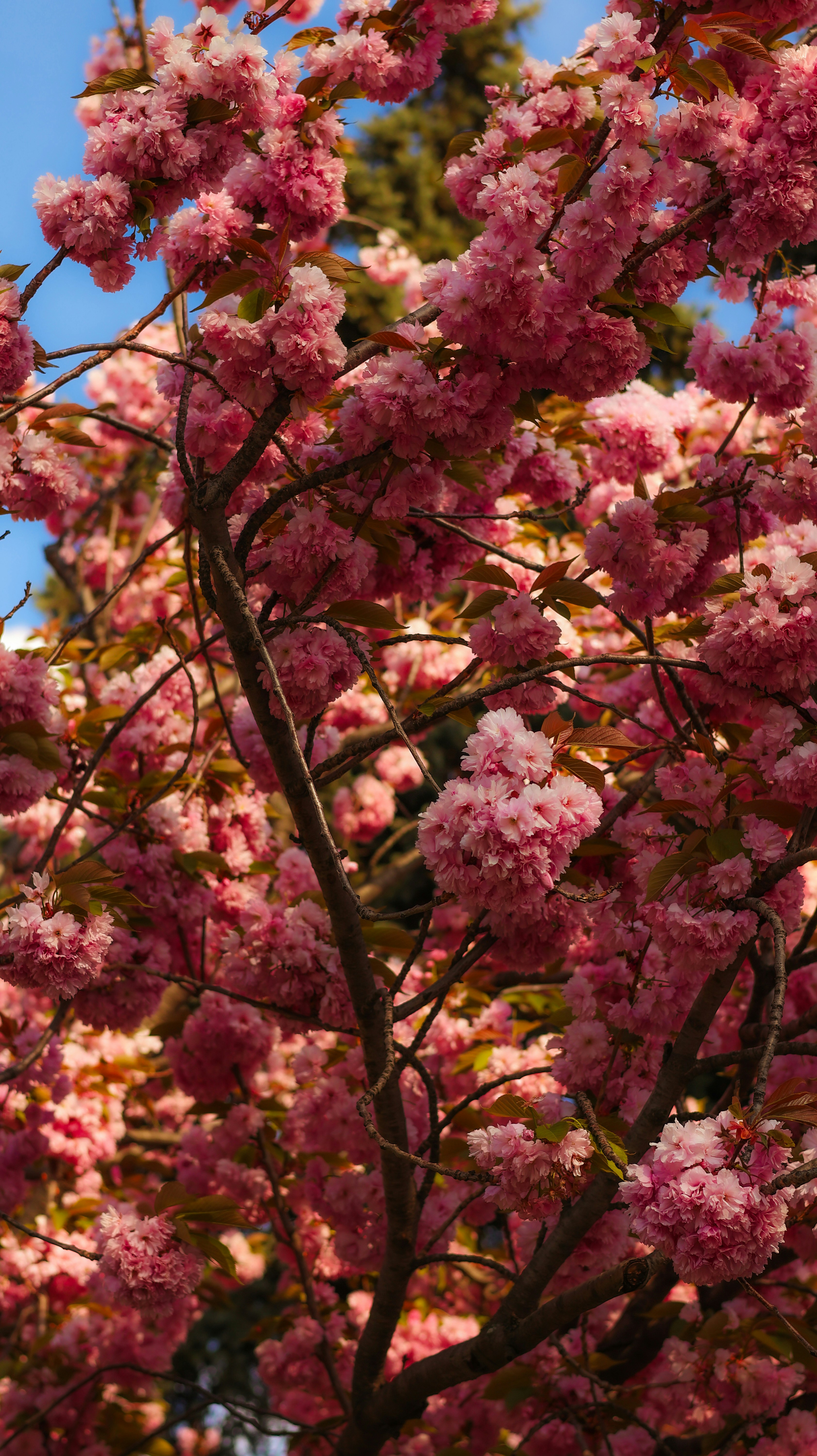 Blossom Chorus: Pink Clouds Among Branches
