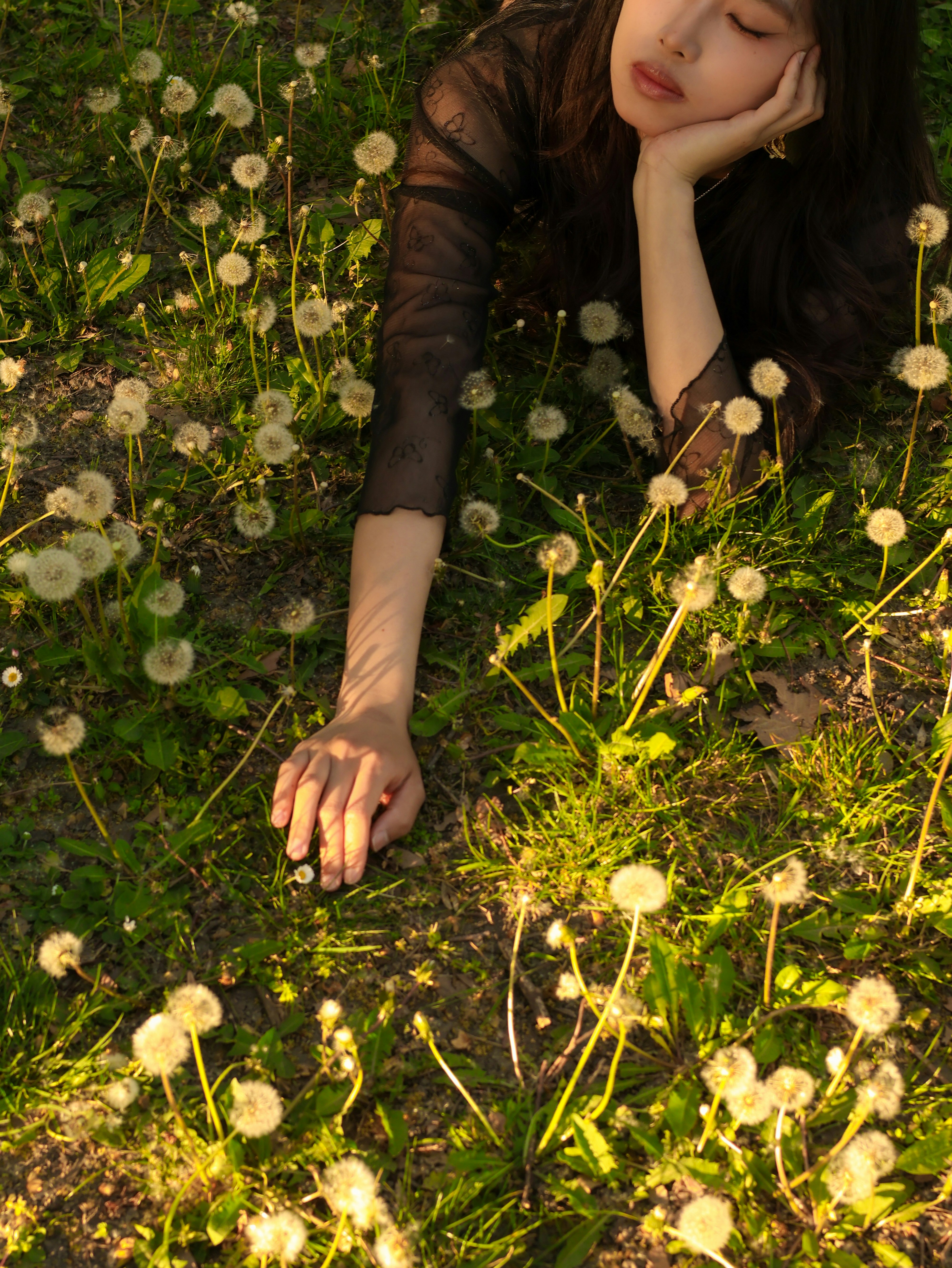 Sunlit Reverie in the Dandelion Field