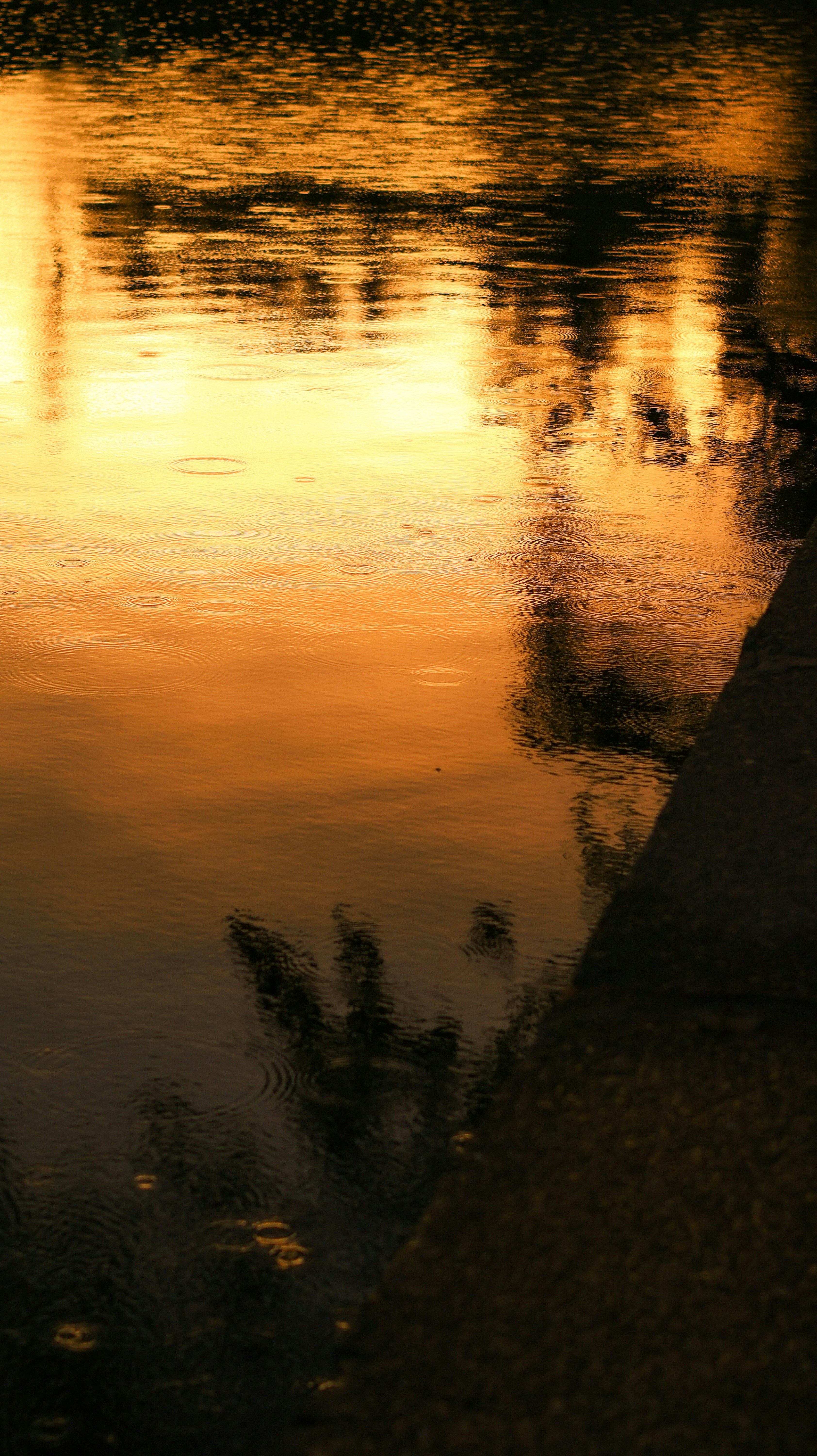 Golden Ripples at the River’s Edge