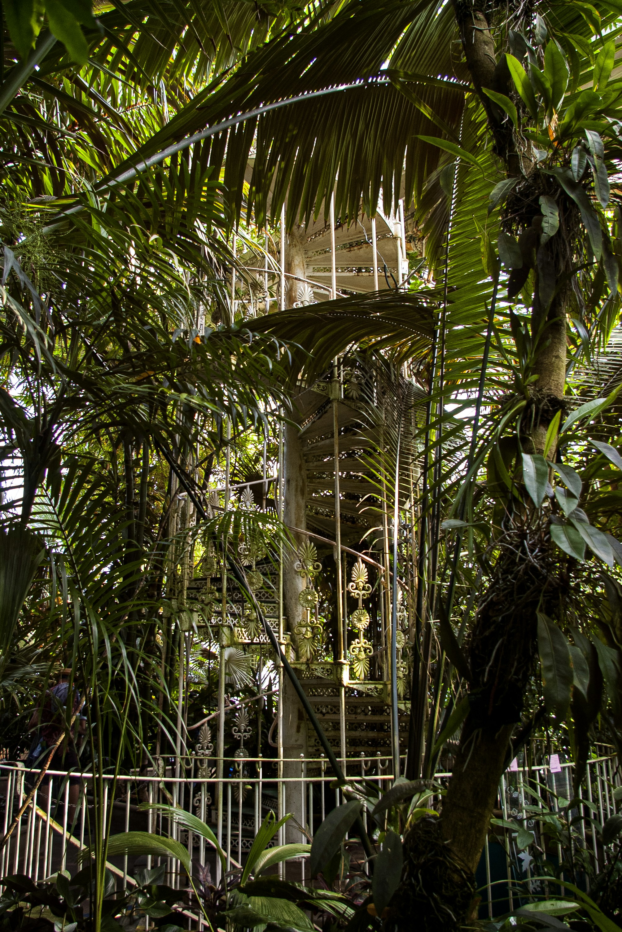 A metal staircase surrounded by dense tropical foliage, peeking through the leaves of a greenhouse-like setting.