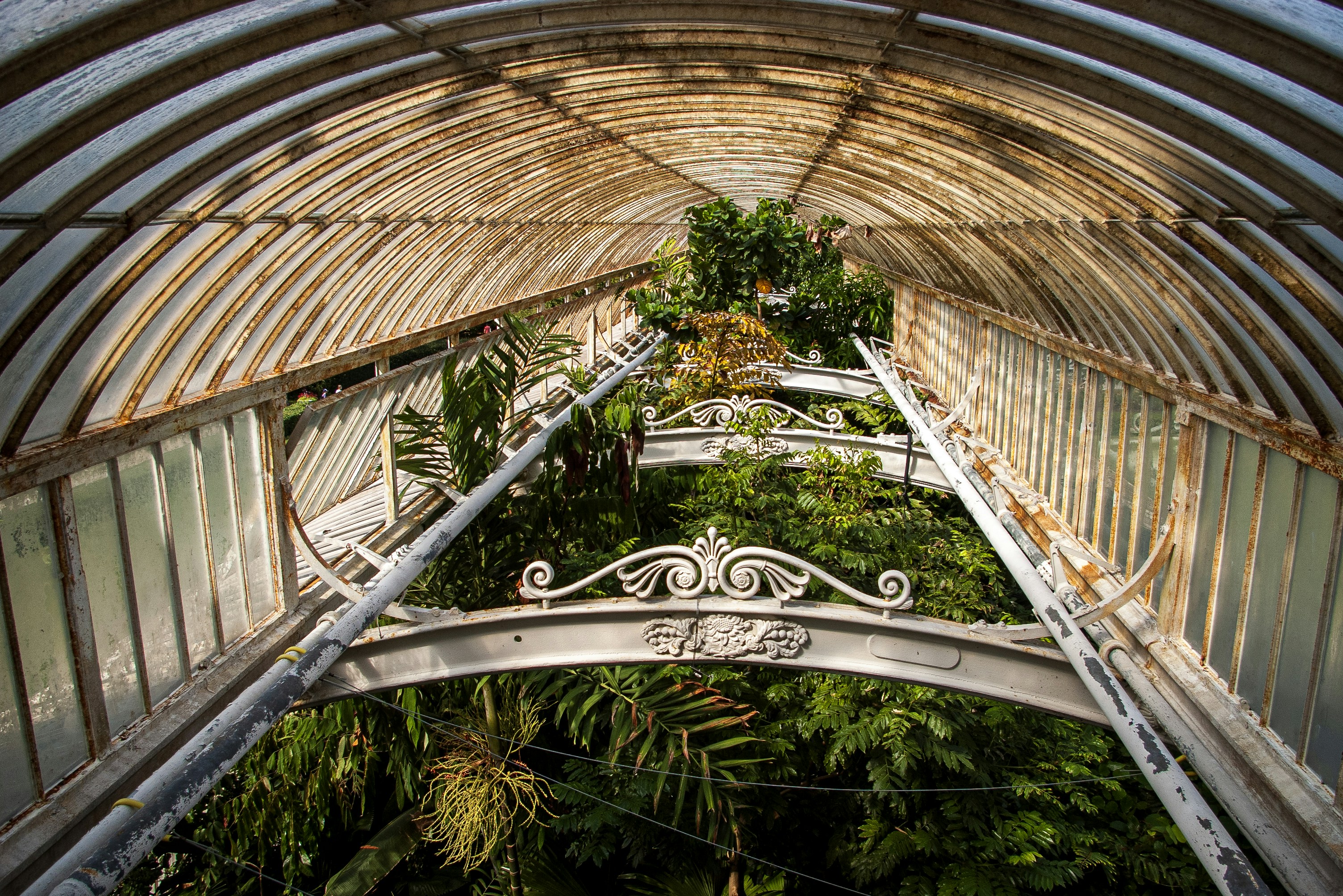 Verdant growth overtakes a glass greenhouse arch, with intricate metalwork peeking through the foliage and filtered light dancing along the curved roof.