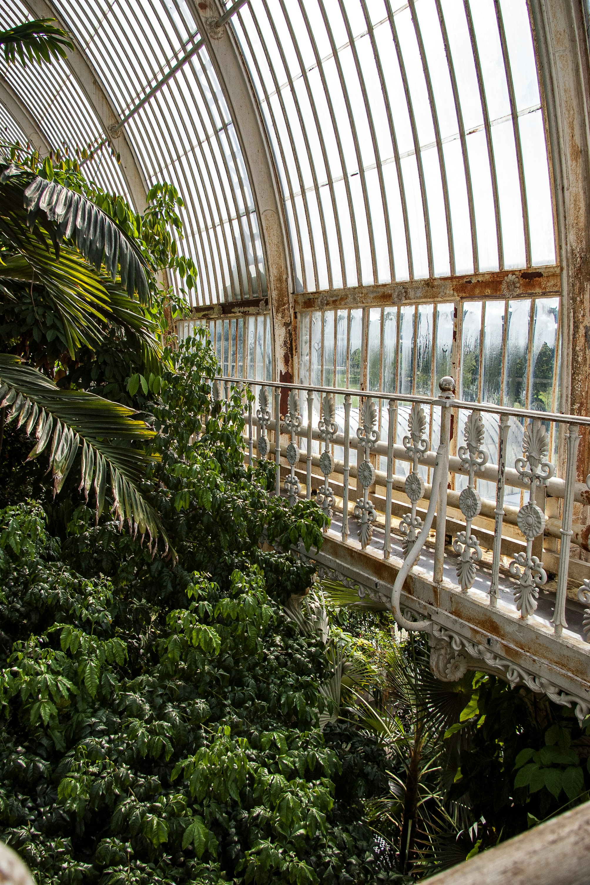 Lush greenery fills a sunlit conservatory behind a rusting glass atrium, with ornate iron railing visible in the foreground.