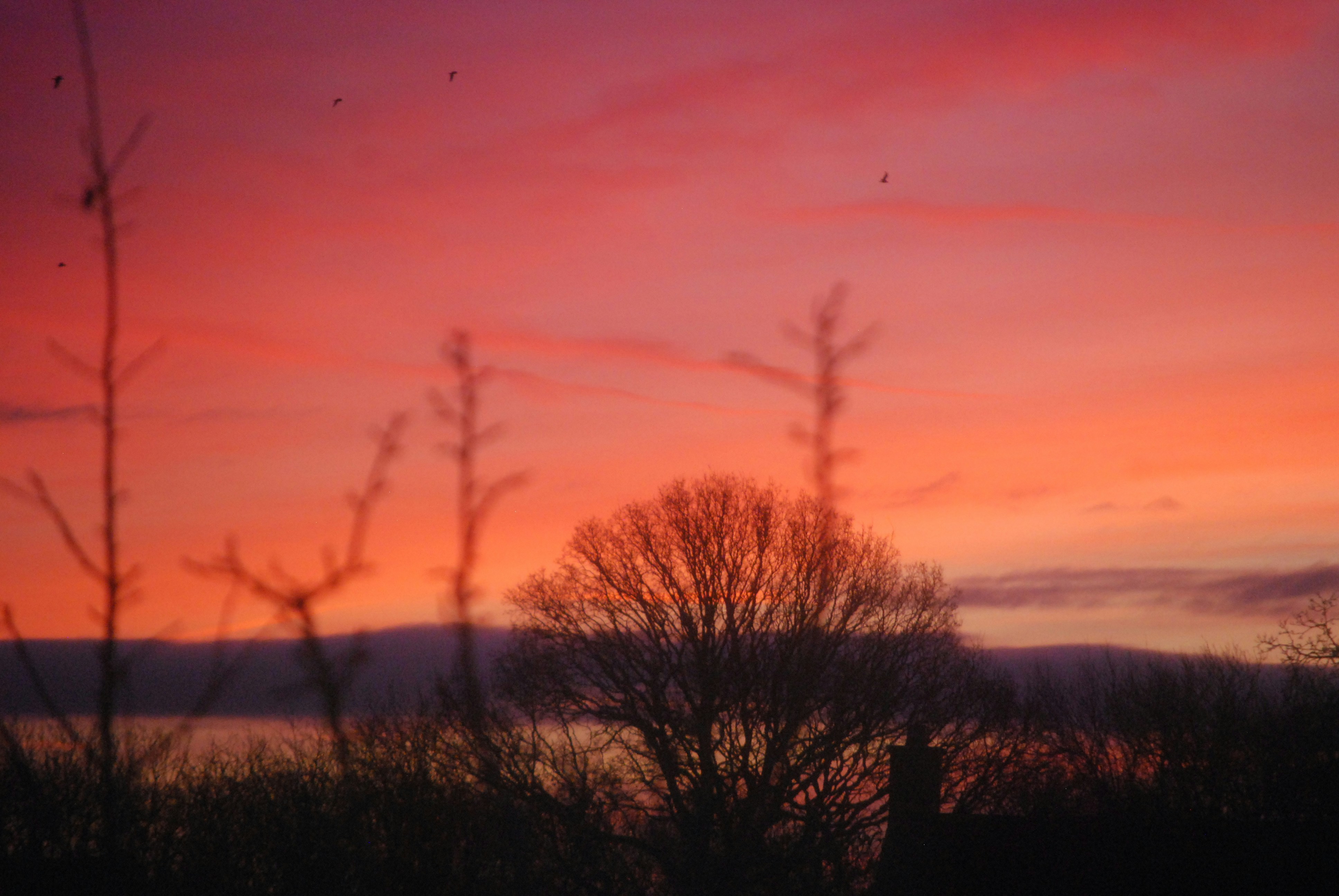Silhouette at Sunset: Leafless Tree Horizon Beckons
