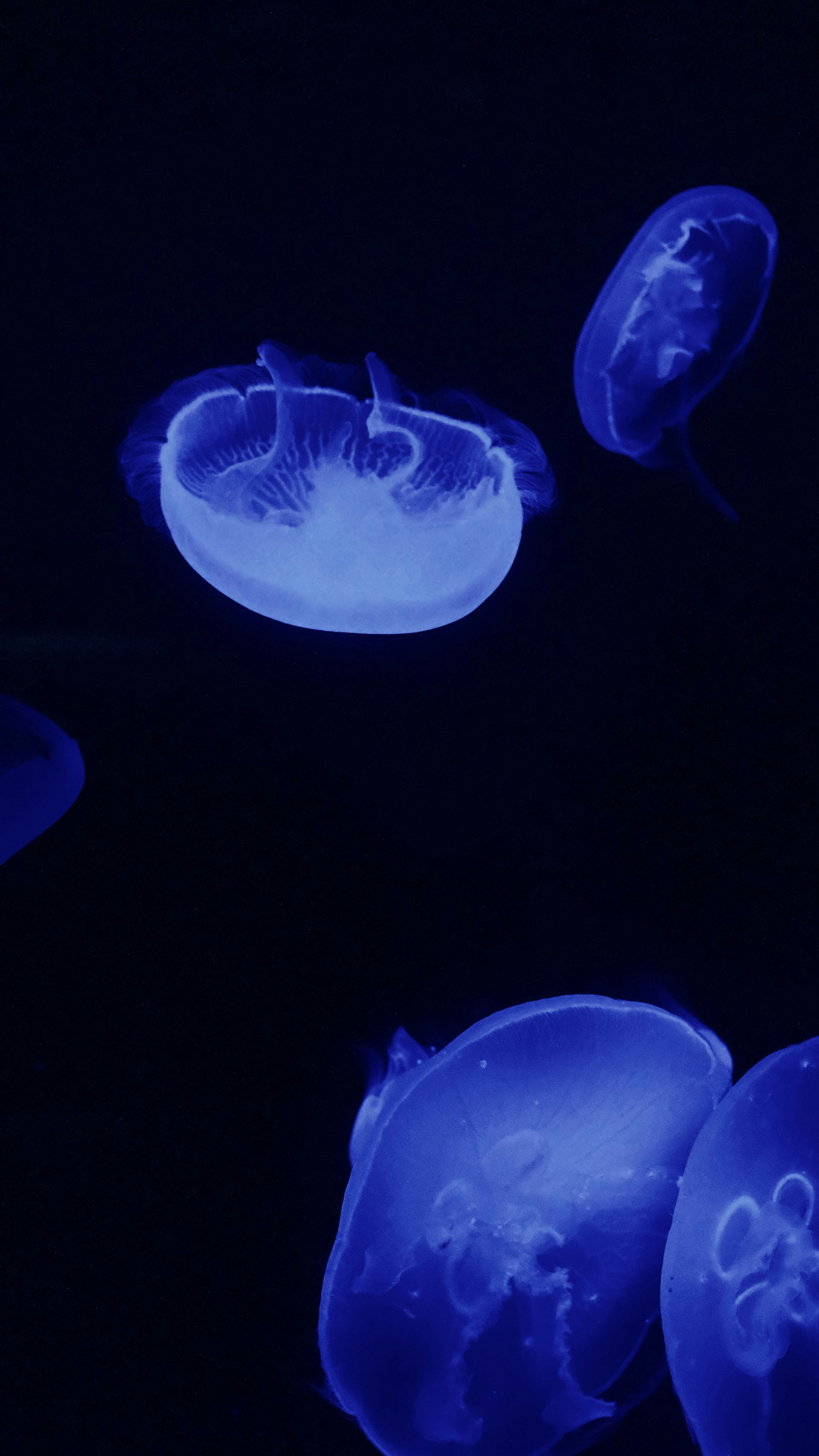 Bioluminescent Drifters: Jellyfish in Night’s Abyss