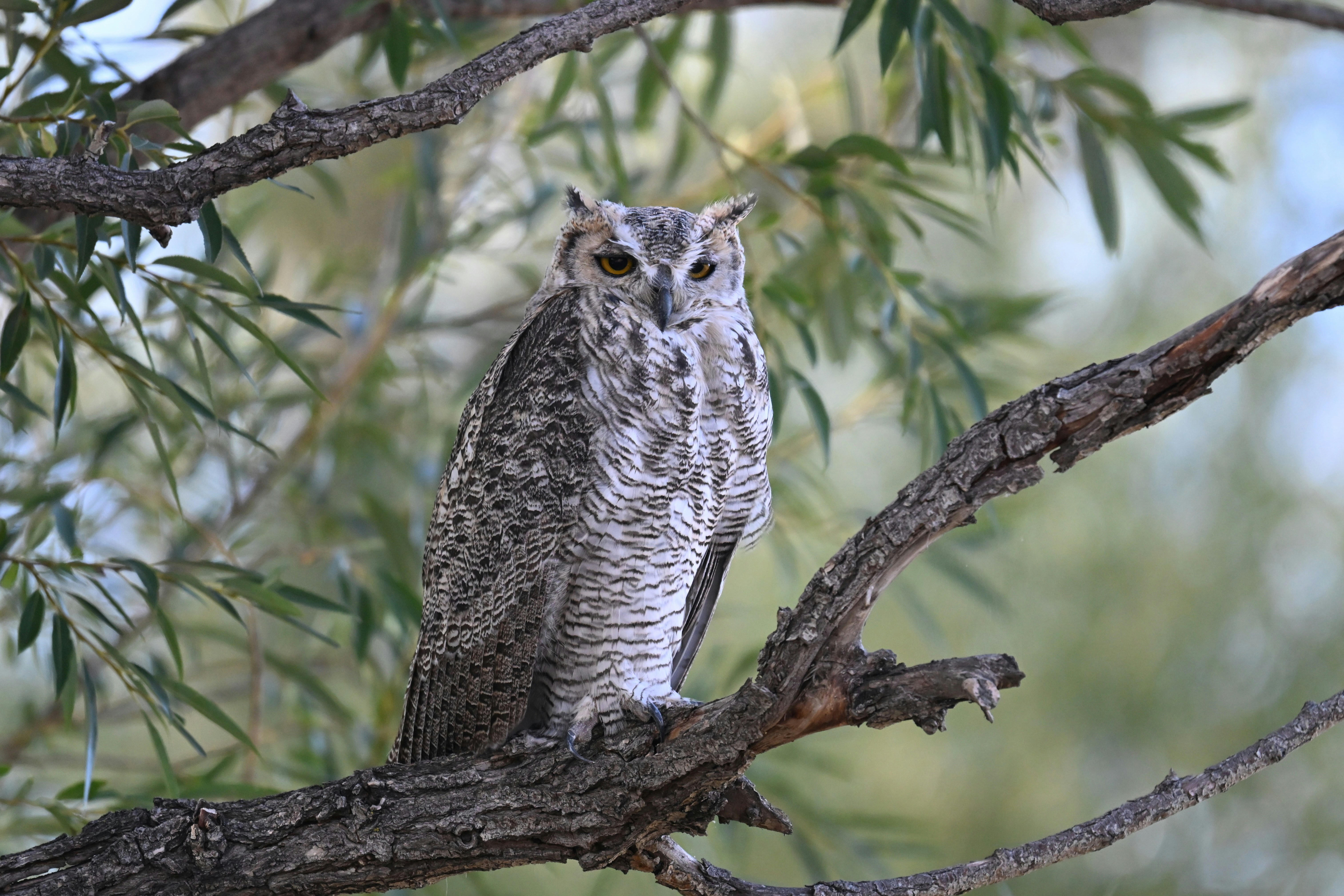 Perched Silence: Striated Gaze of the Long-Eared Owl