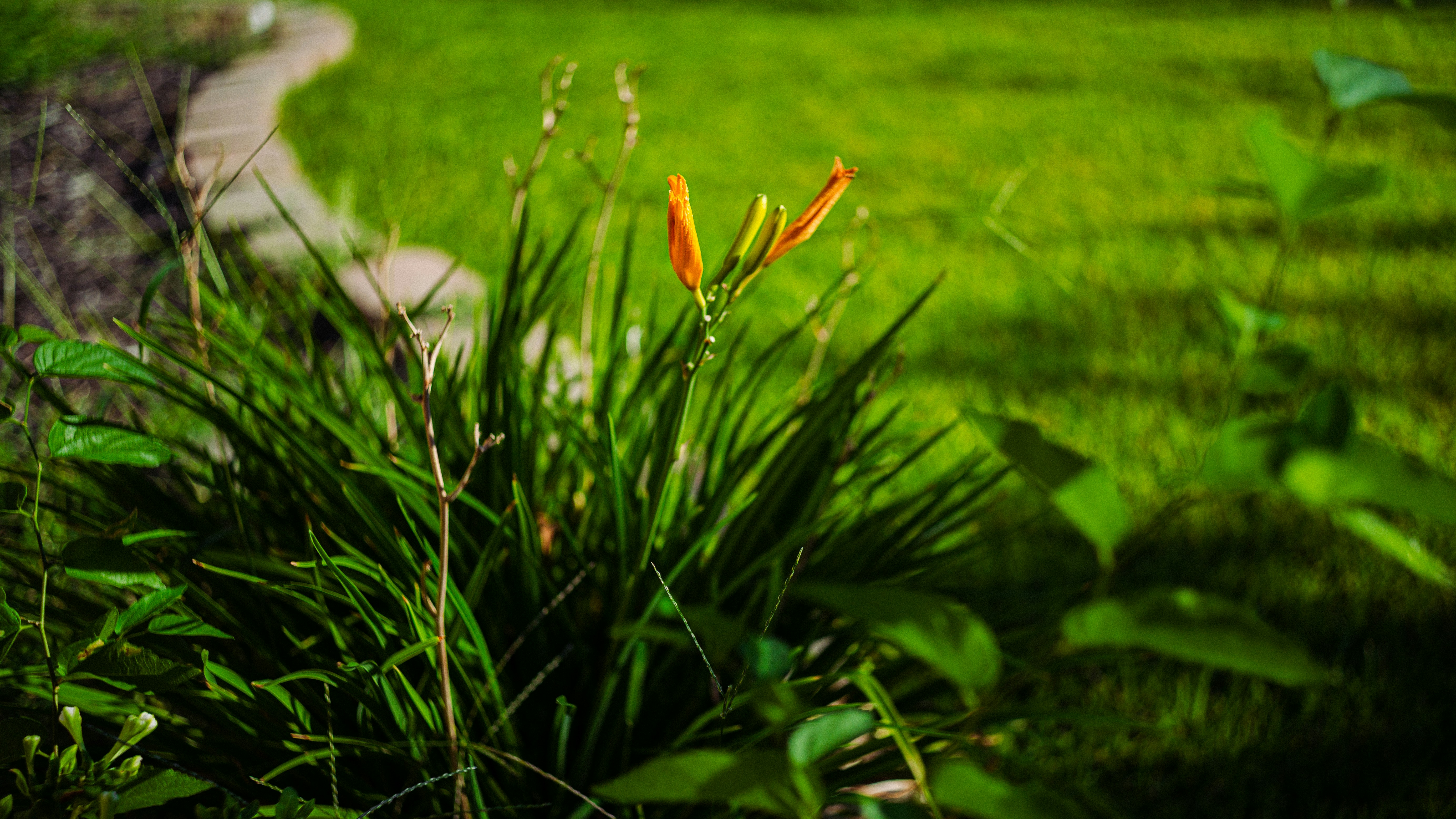 Orange bloom amid grass blades: a quiet garden moment