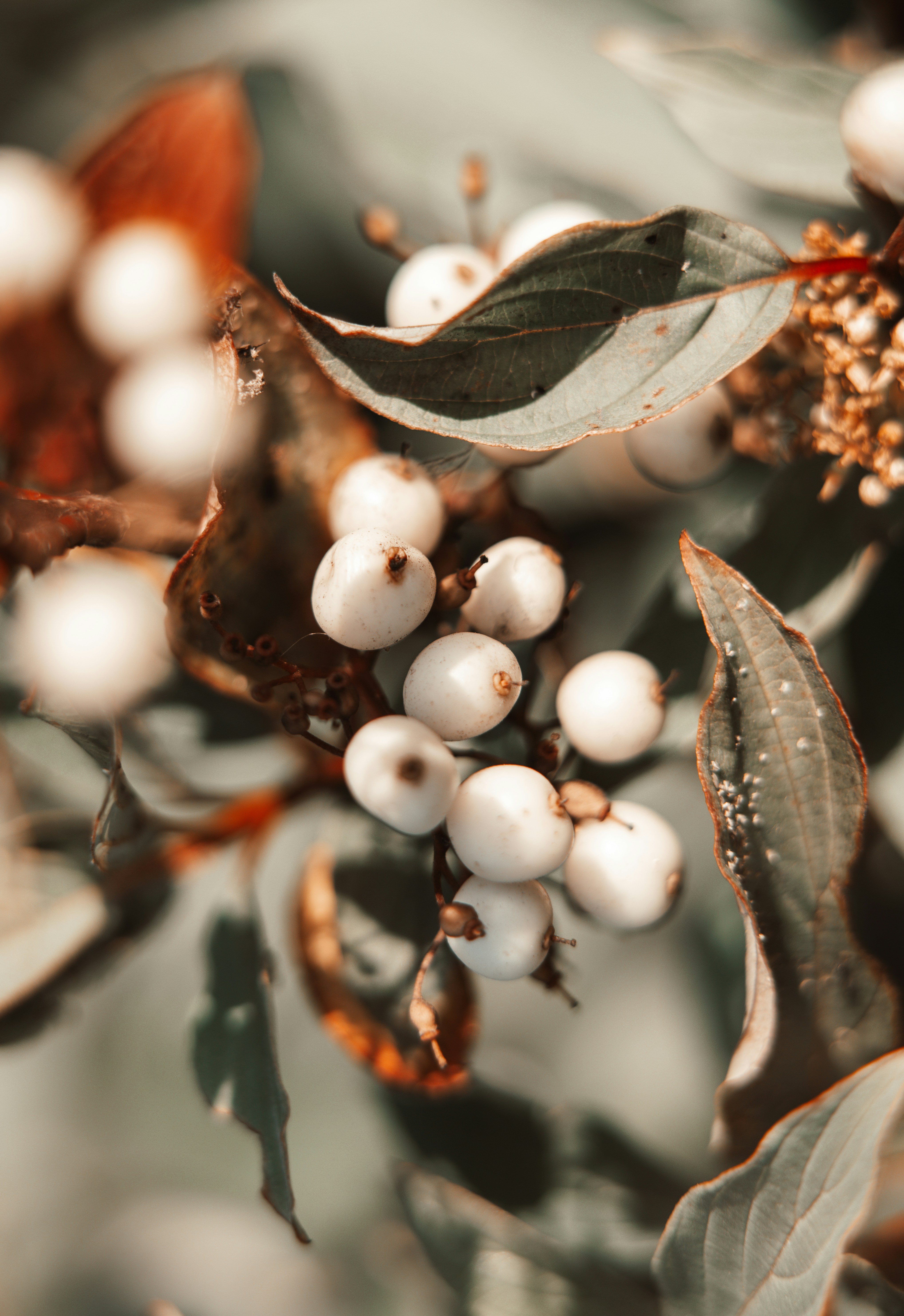 Snowy berries in soft focus: a close tribute to winter’s quiet fruit