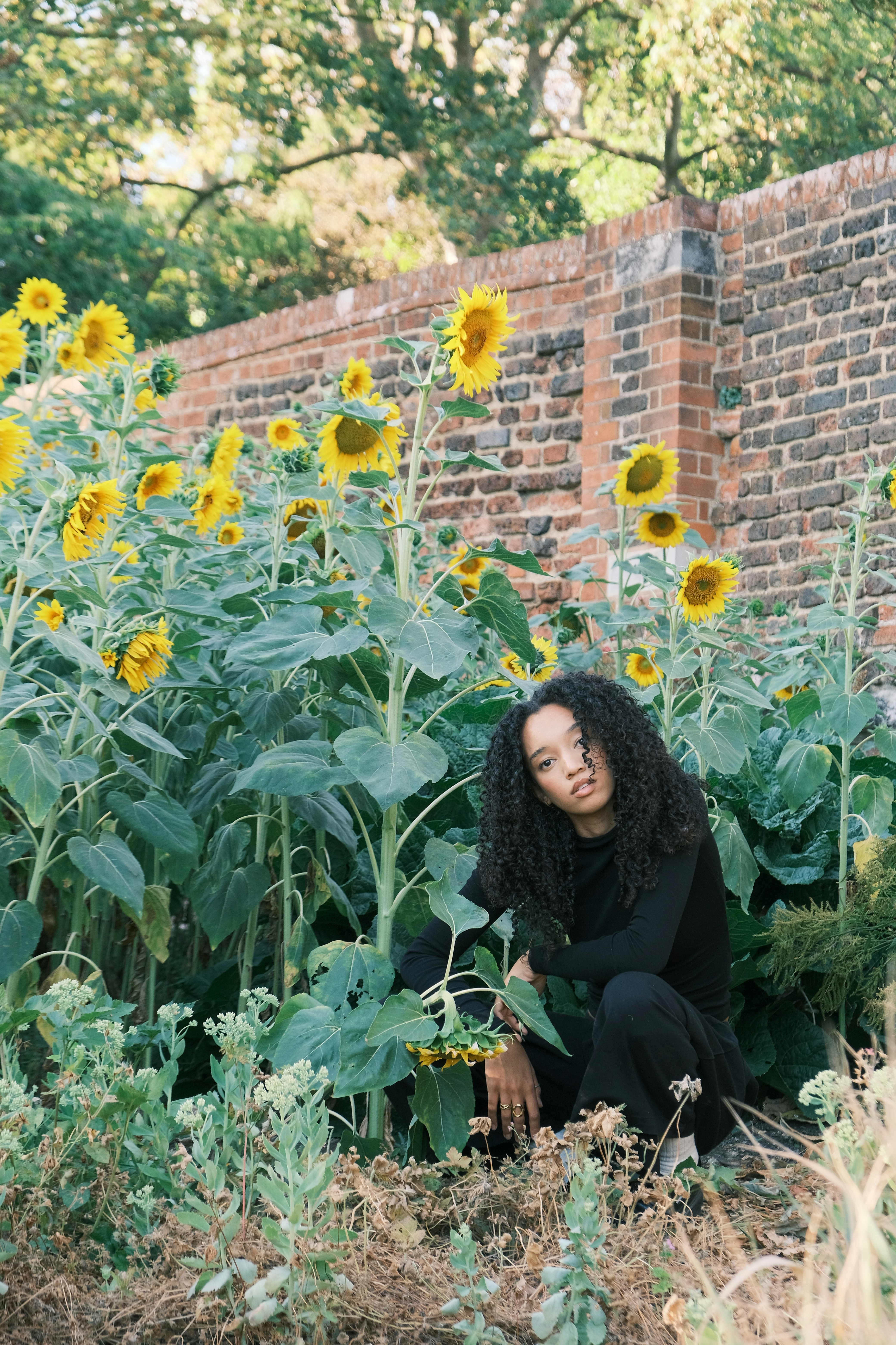 Sunflowers and Solace: A Quiet Portrait Amid Golden Blooms