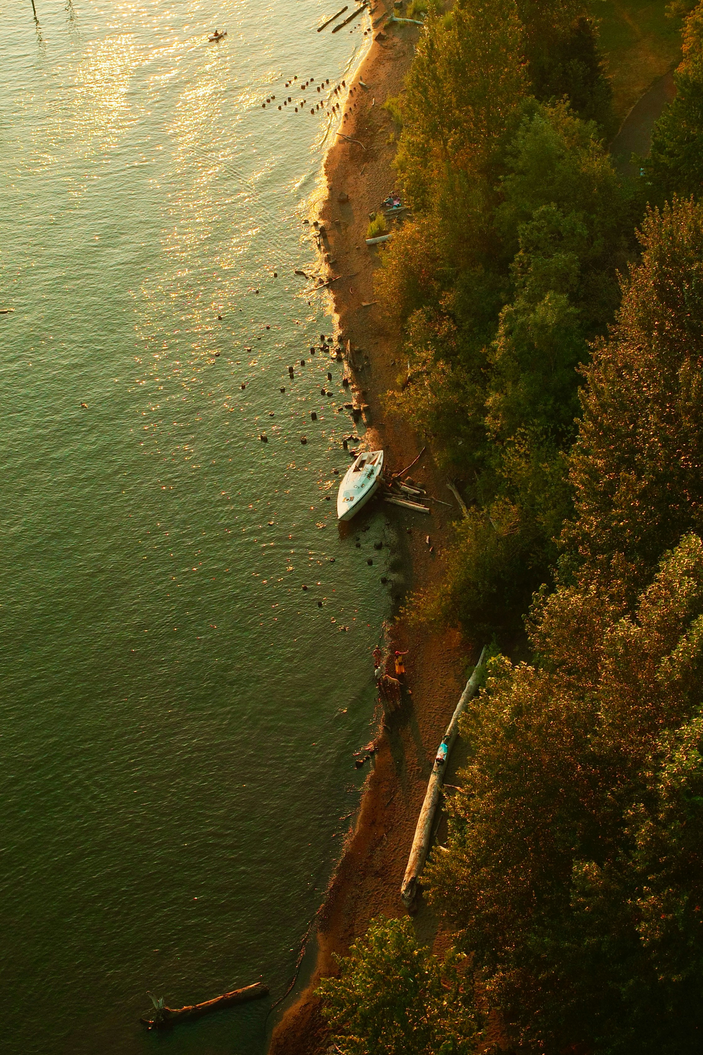 Sunlit shoreline with anchored boat and dense foliage