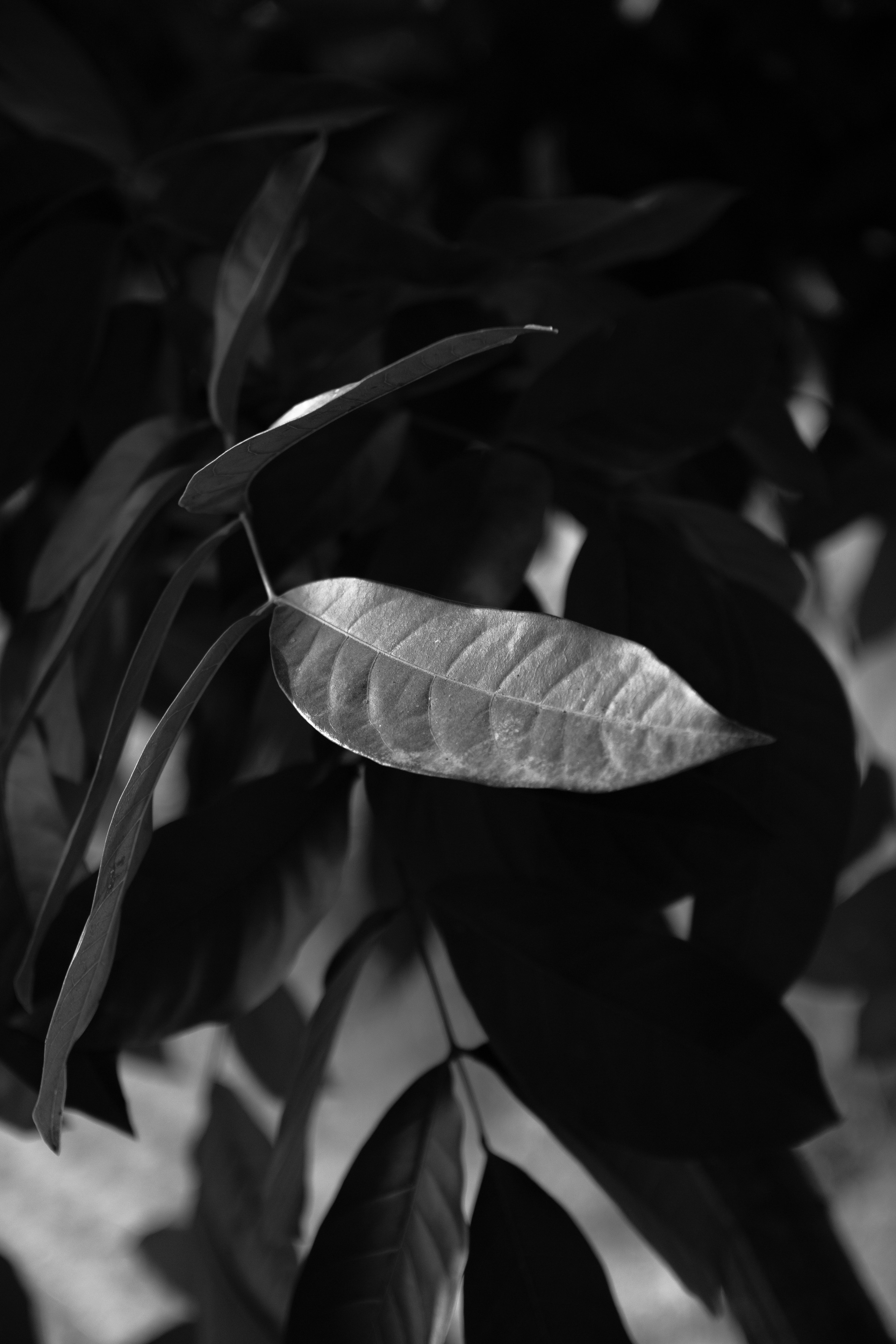 A single elongated leaf catches the light against a moody, shadow-drenched backdrop of foliage. Its prominent veins and slightly curled edges stand out in sharp detail, glowing softly while the surrounding leaves dissolve into deep black and soft grey tones. The high contrast and narrow depth of field give the image a quiet, dramatic, almost sculptural feel — nature captured in a single spotlighted moment.