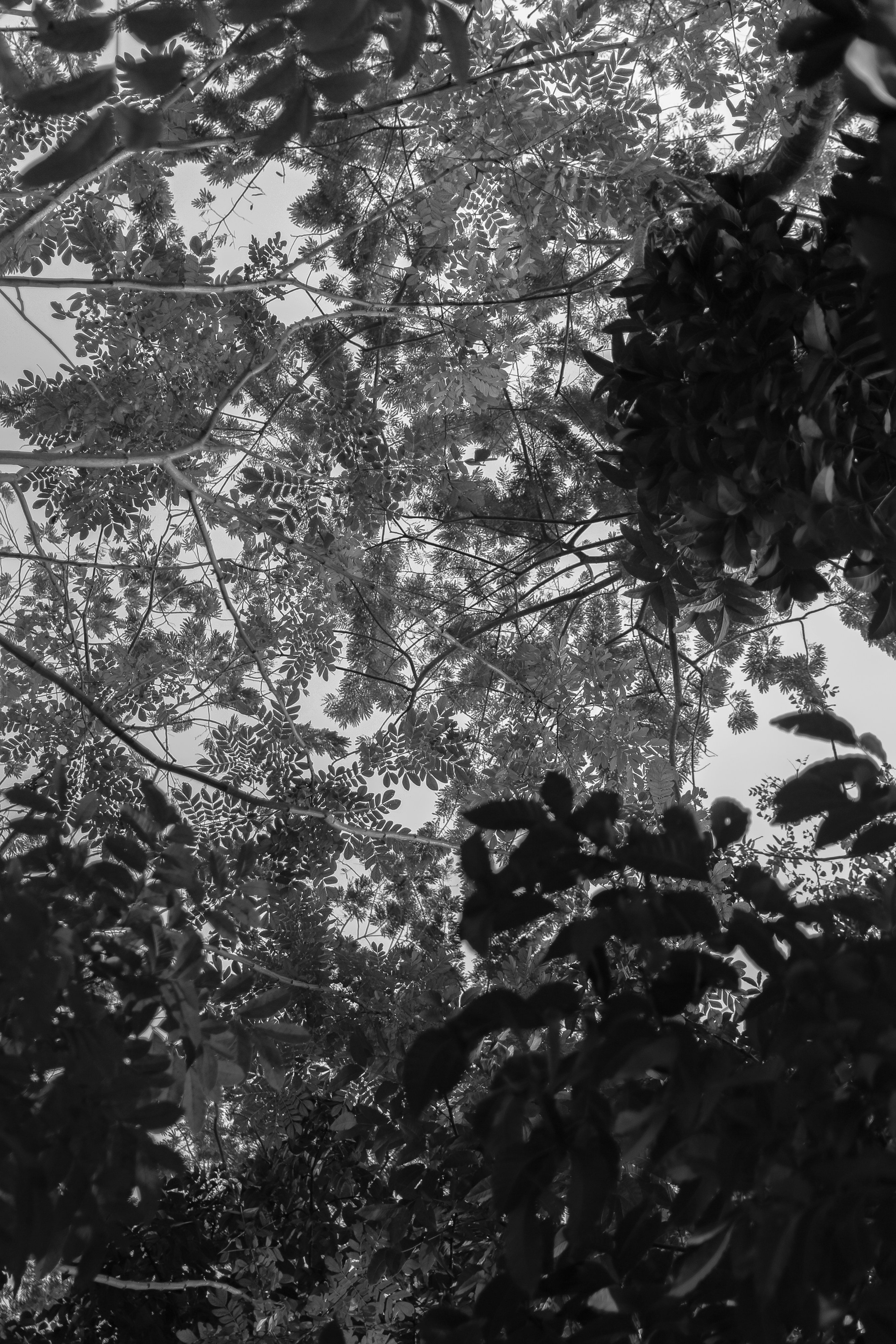 Looking straight up through a dense tree canopy, delicate fern-like leaves and thin branches spread out against a pale, overcast sky. Bolder, broader-leafed foliage silhouettes the edges of the frame in deep black, creating a striking contrast between the intricate, lace-like patterns overhead and the heavier shadows below. The layered textures and natural framing give the image a peaceful, immersive, almost cathedral-like quality.