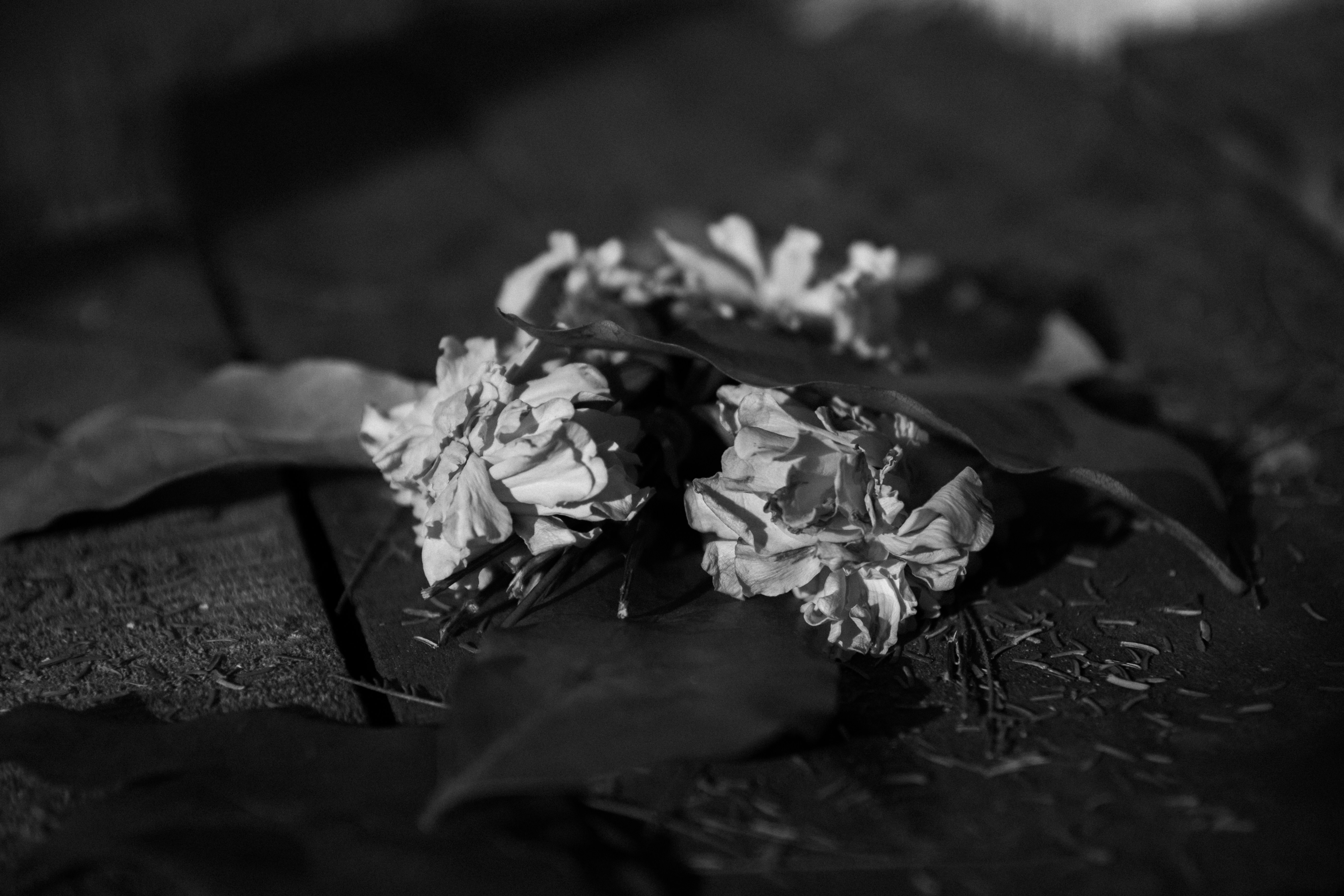 Petals in the Dark: A Quiet Moment on Cracked Stone