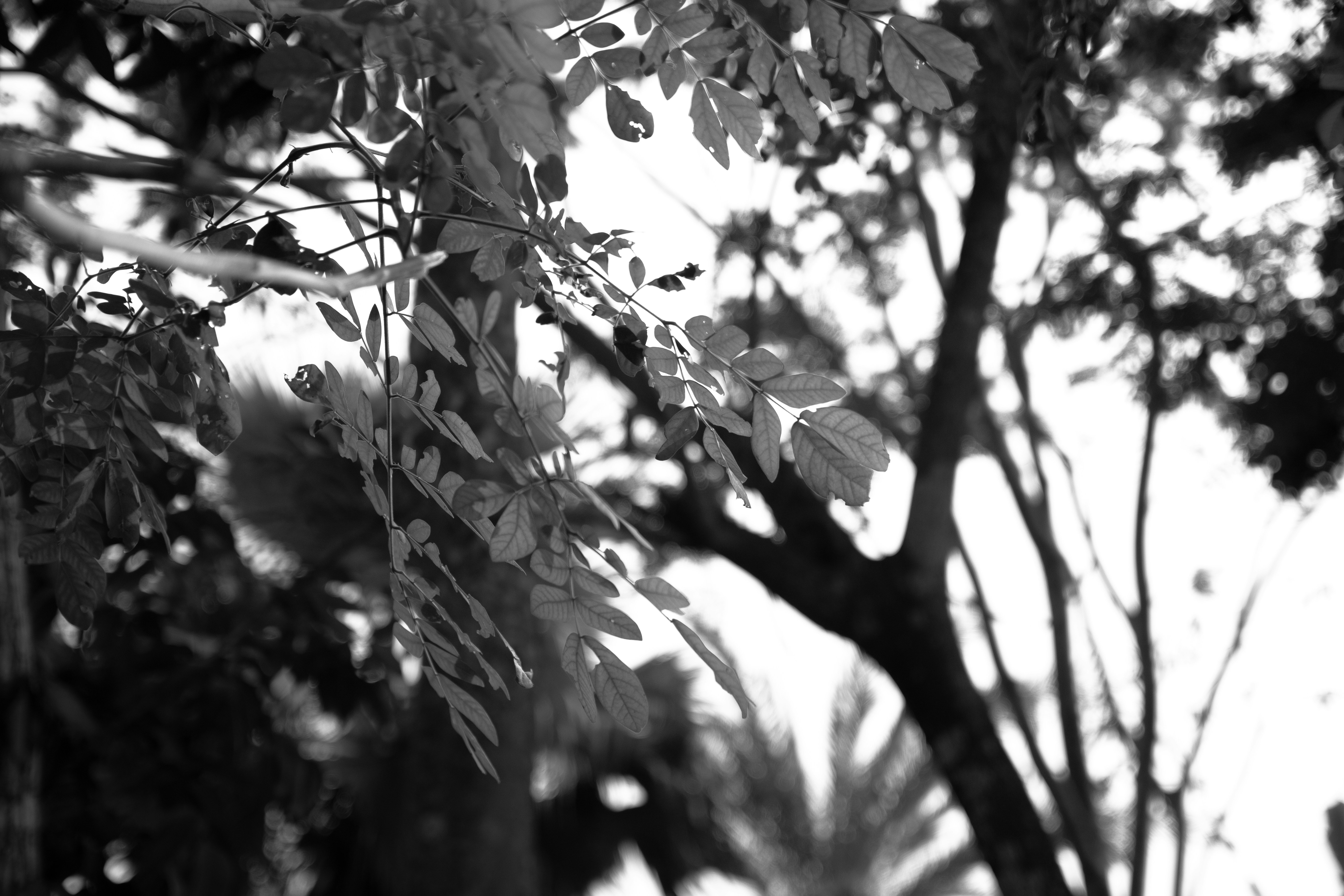 Shaded Branches in Focus: Quiet Rhythm of Leaves