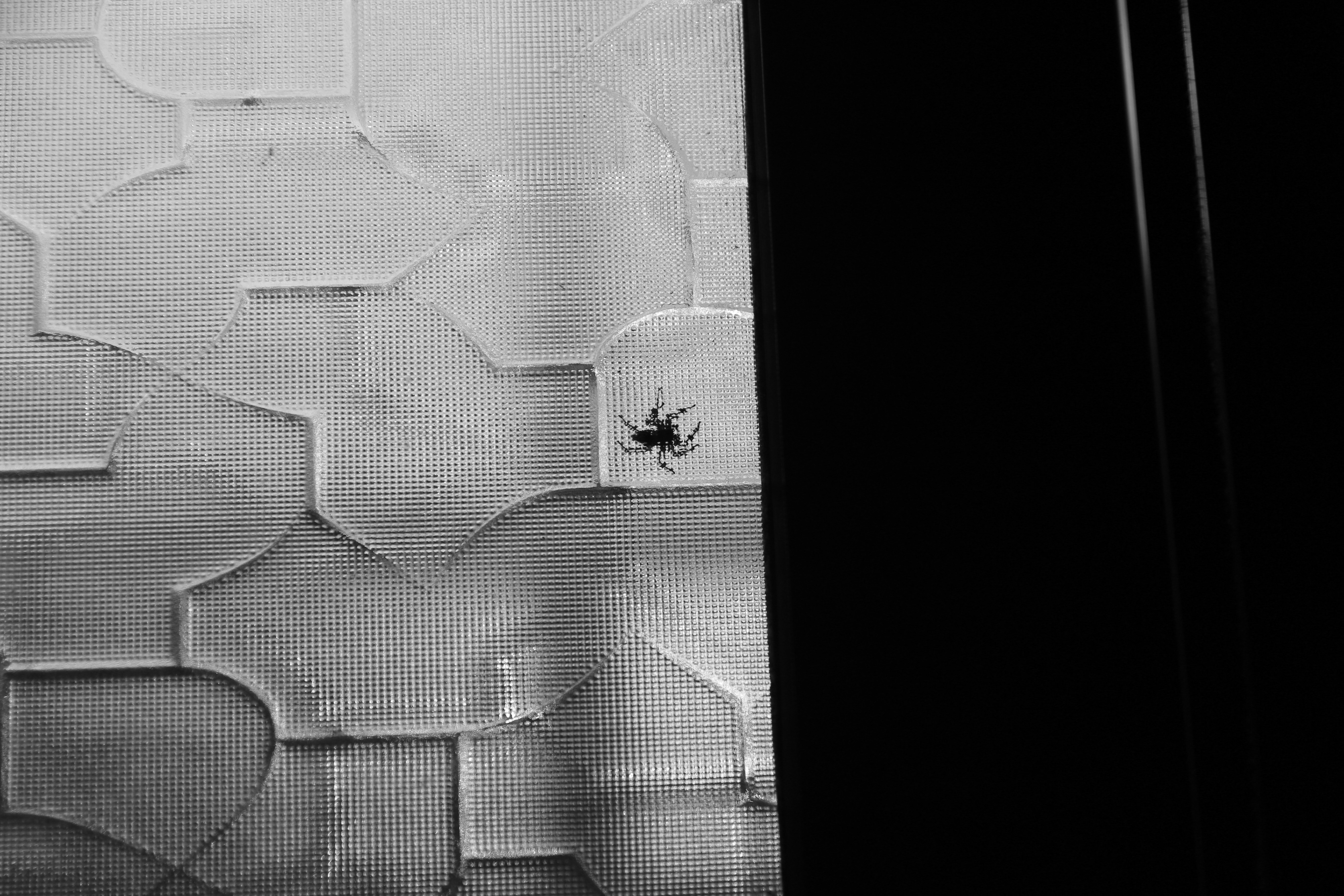 Concrete Mosaic Spotlight: a tiny insect against a textured wall