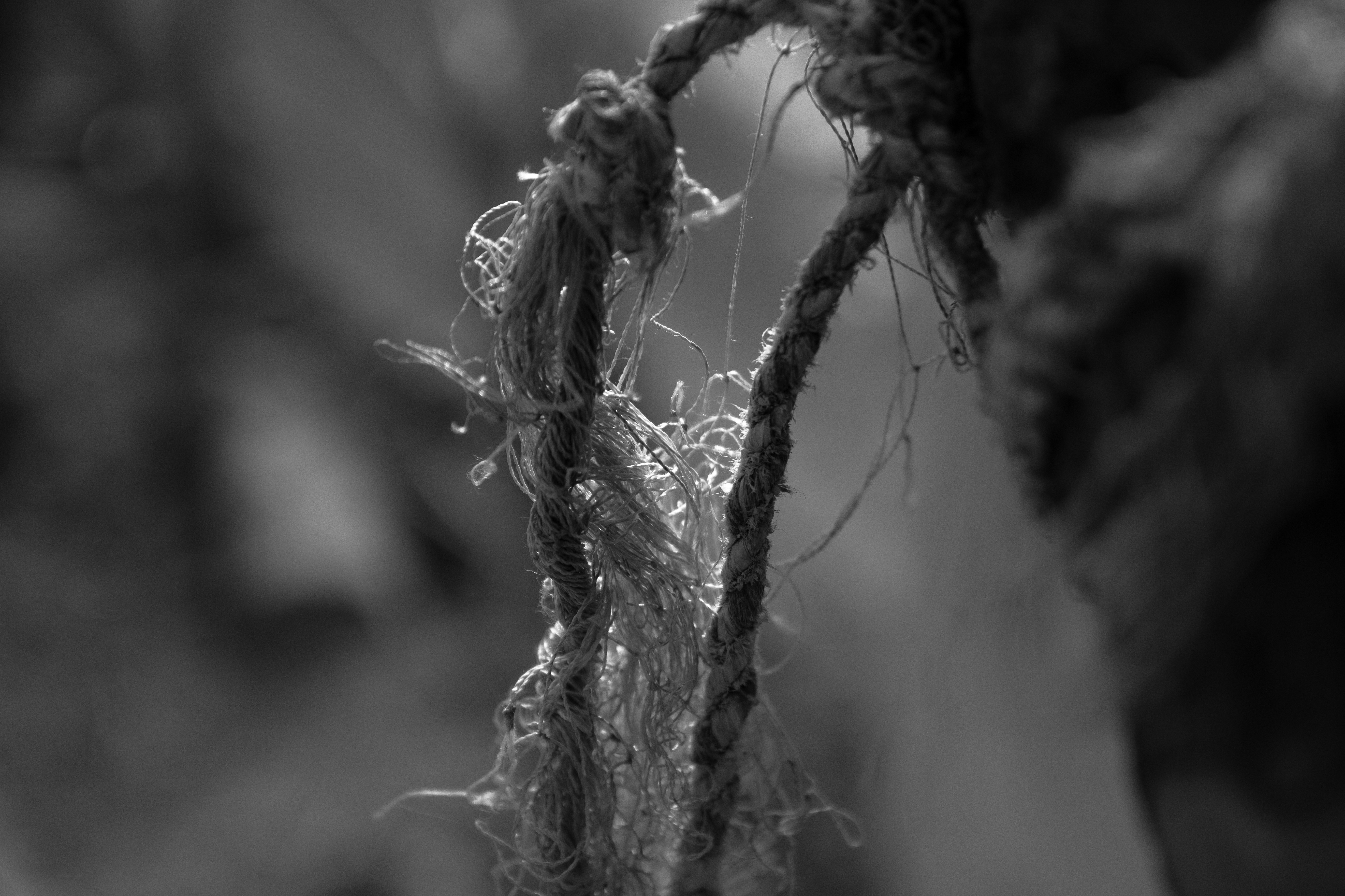A weathered, frayed rope hangs in close-up, its twisted fibers unraveling into a wild tangle of loose threads that catch the light like fine strands of hair. The soft, blurred background pushes all attention onto the rope's worn texture — every knot, fray, and loose fiber rendered in crisp detail. There's a raw, tactile honesty to the image, evoking themes of wear, time, and quiet decay.