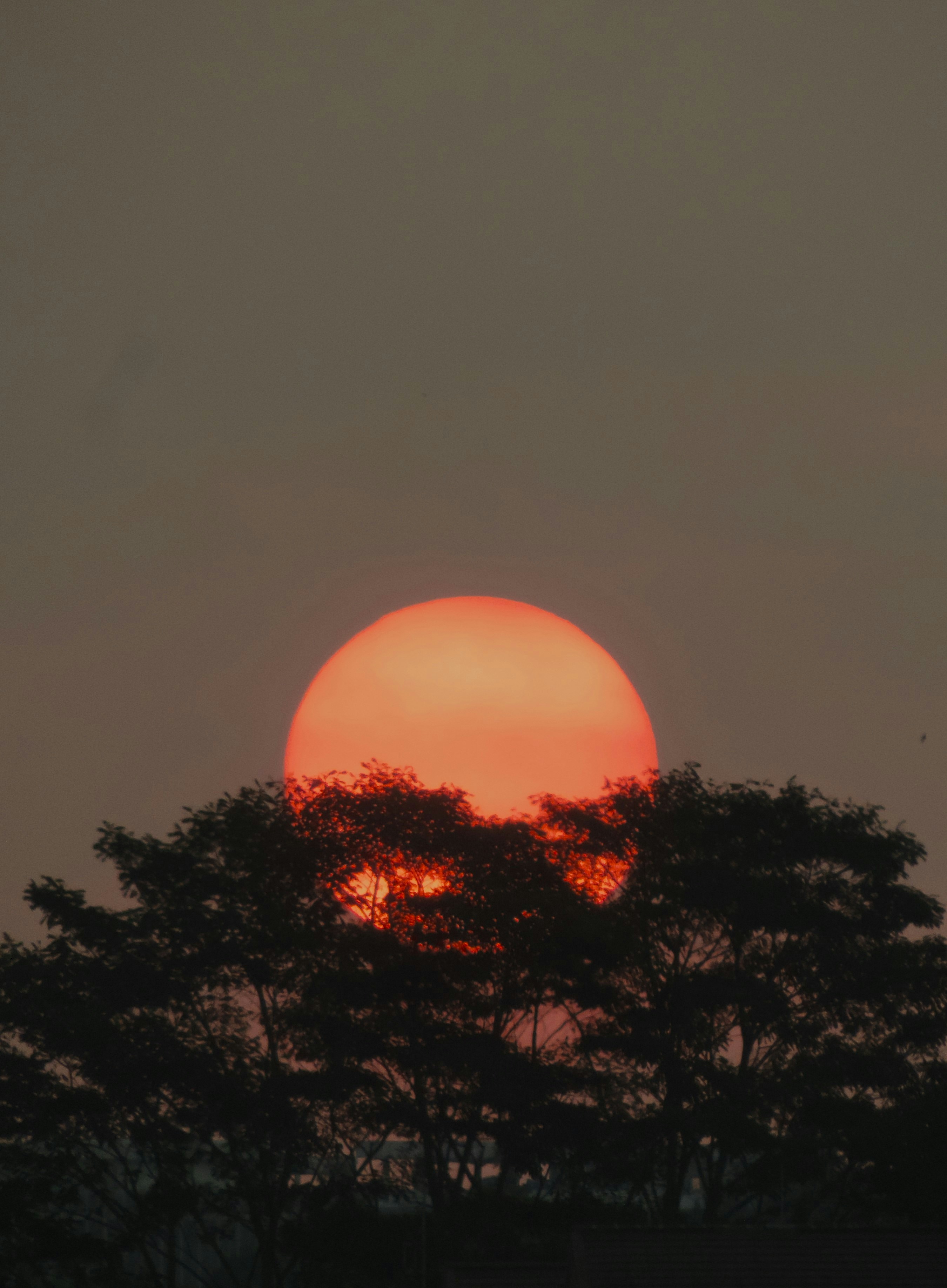 Red Globe at Dusk: Sun Setting Behind a Silhouette of Trees