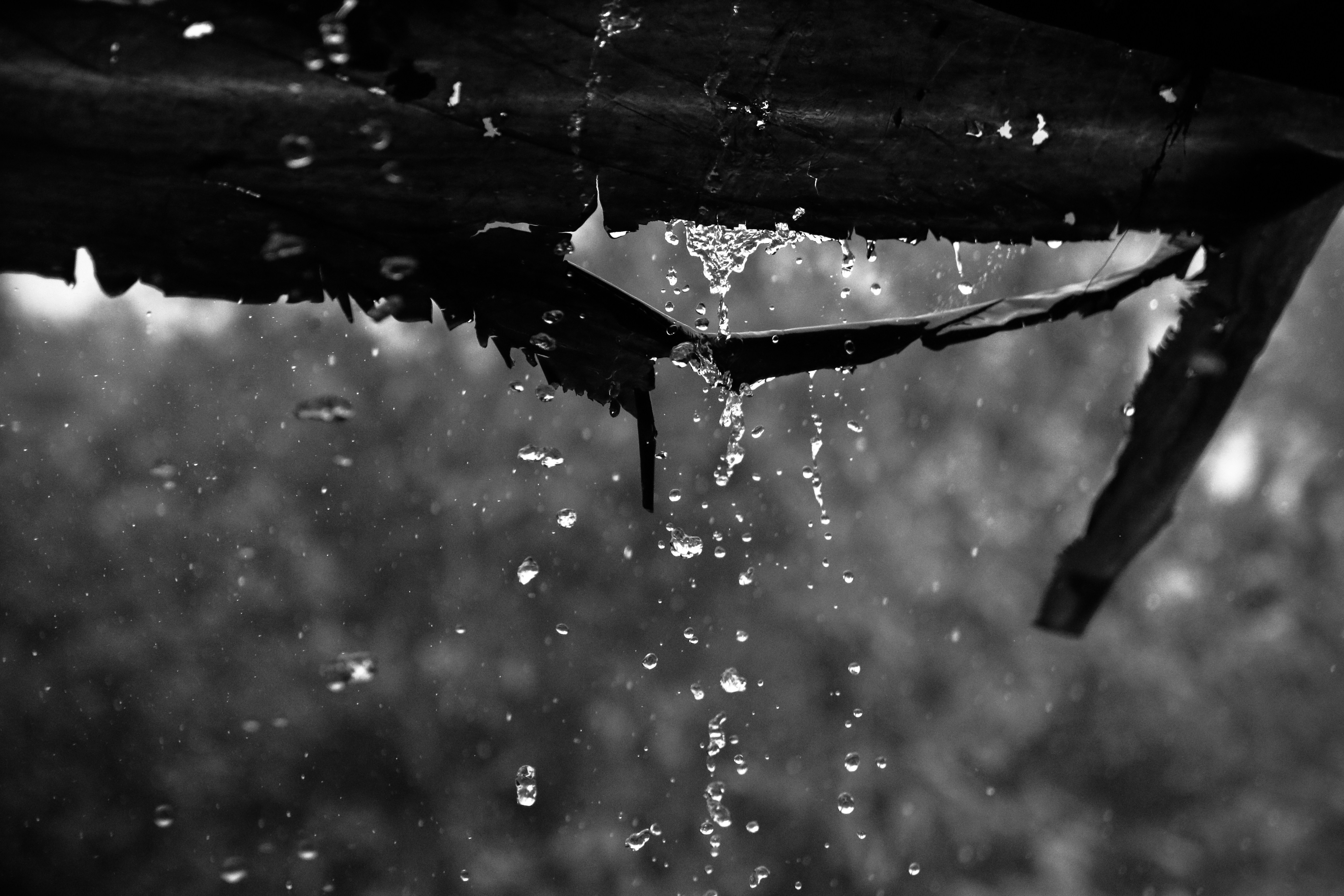 Droplets in Freefall: A Sharp Moment Under a Tattered Roof