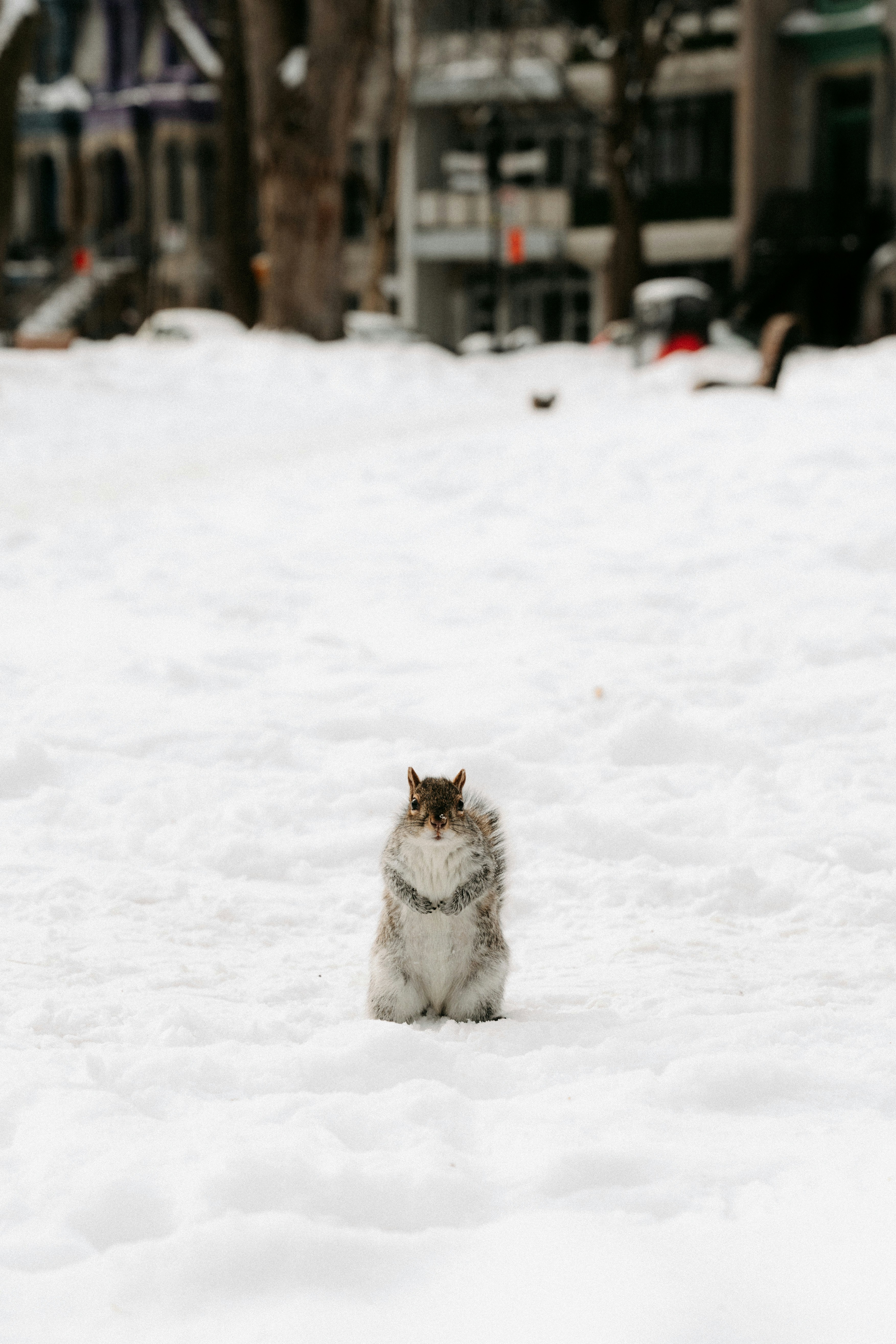 Winter Sentinel: A Snowy Squirrel Posts at Center Stage