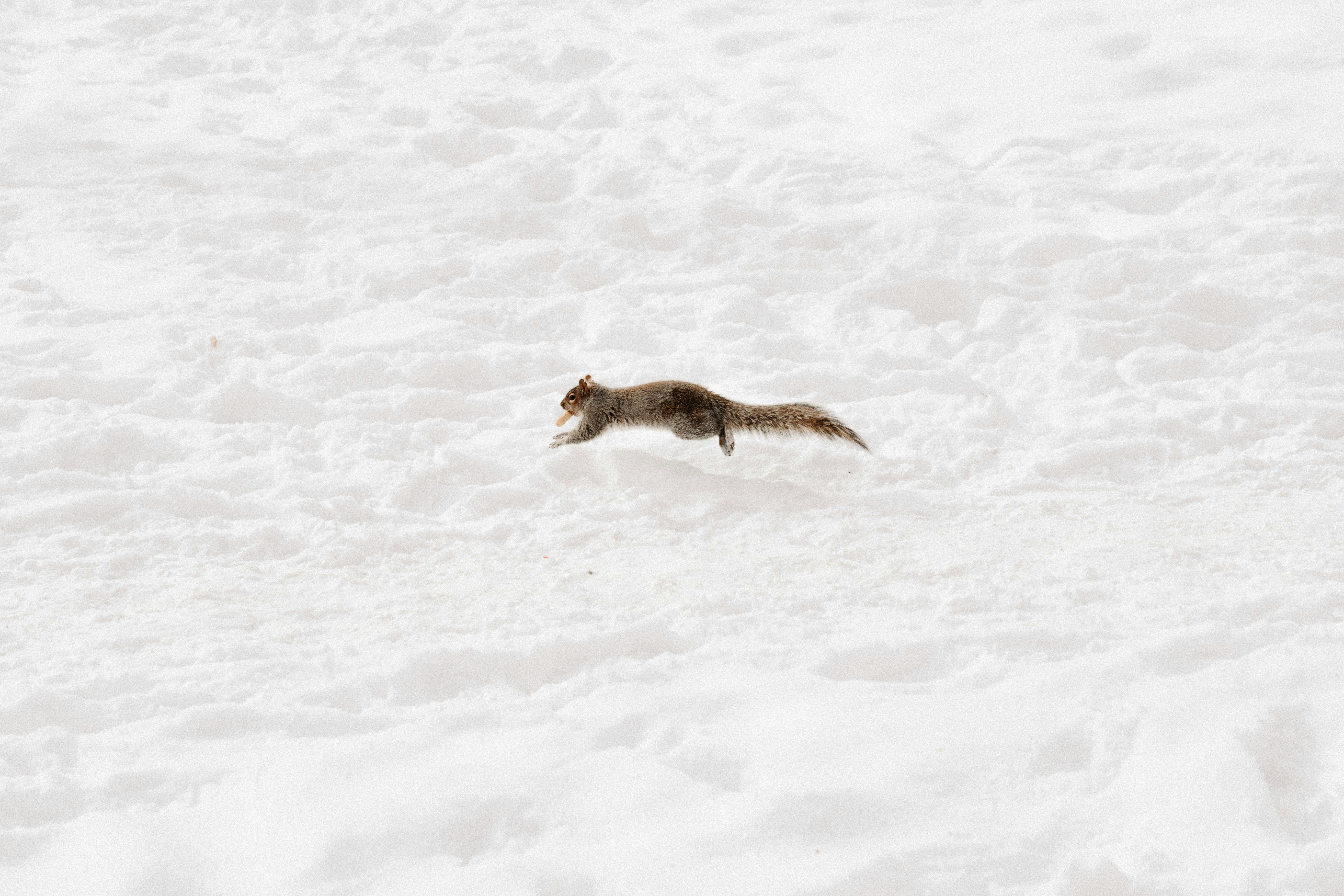 Crouched in a Snow Drift: A lone fox on the white expanse