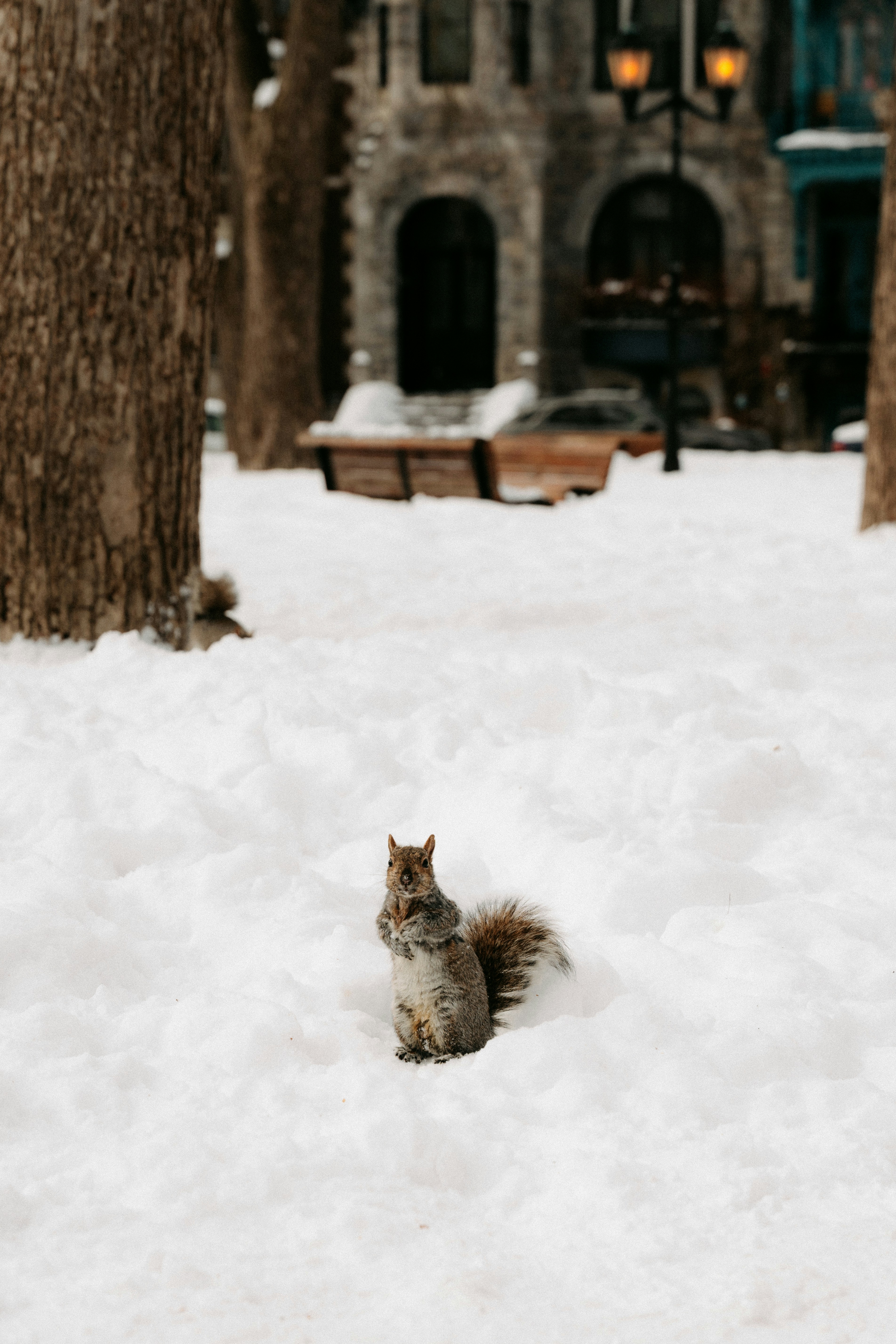 Snowbound Squirrel: A Quiet Moment in the Park