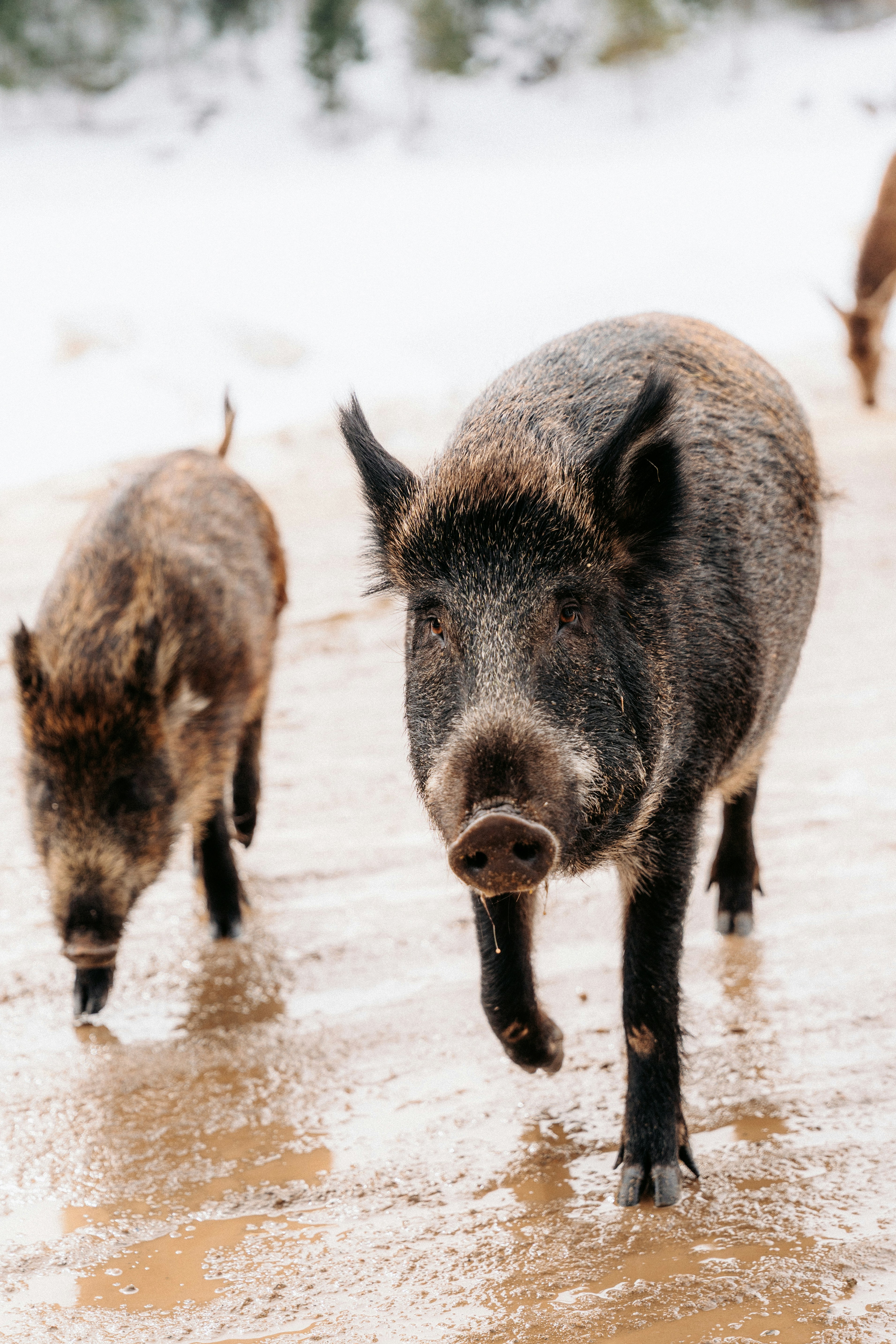 Wild Boars in Muddy Path: Front-and-Center Encounter