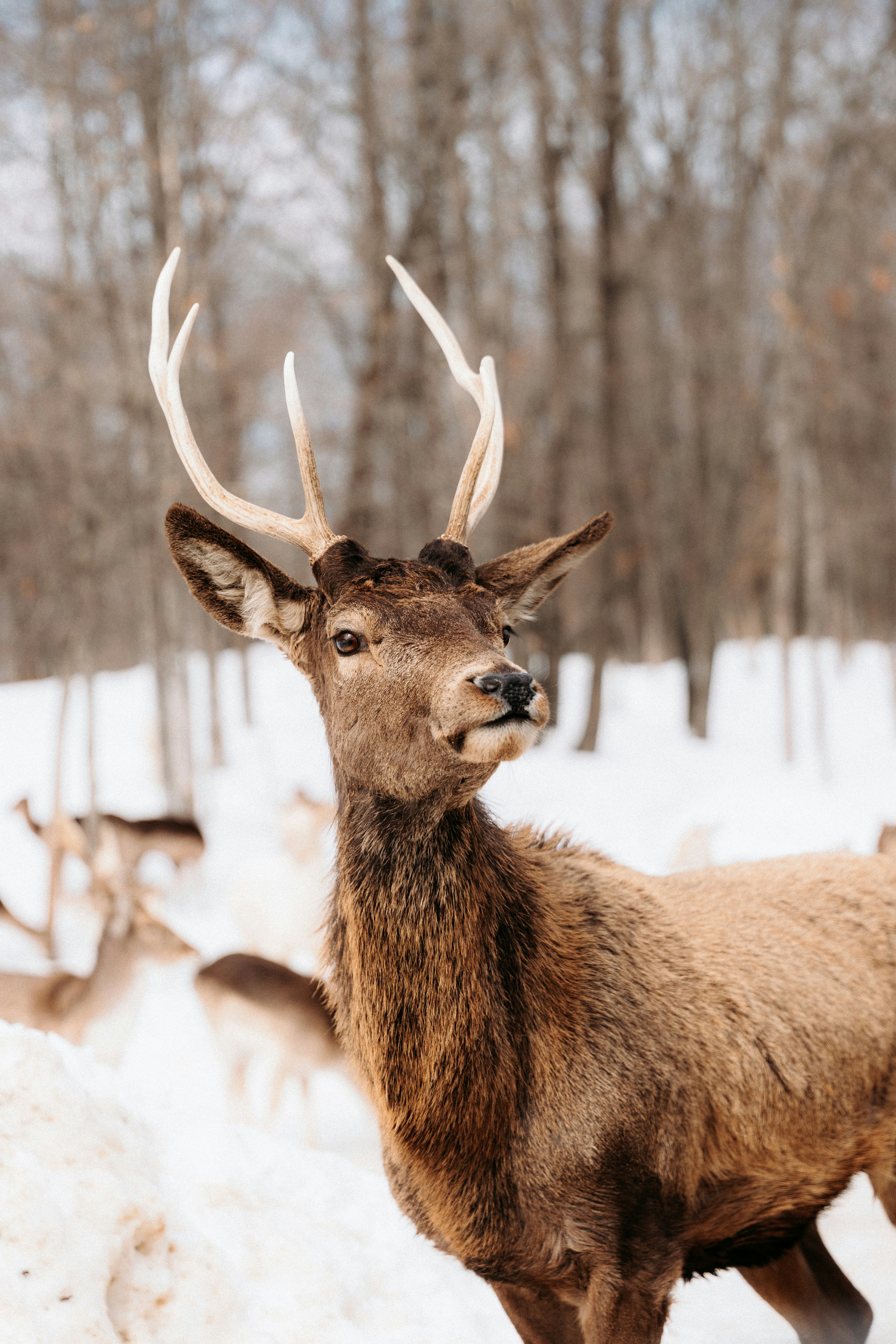 Winter Stare: A Proud Red Deer in Snowbound Forest